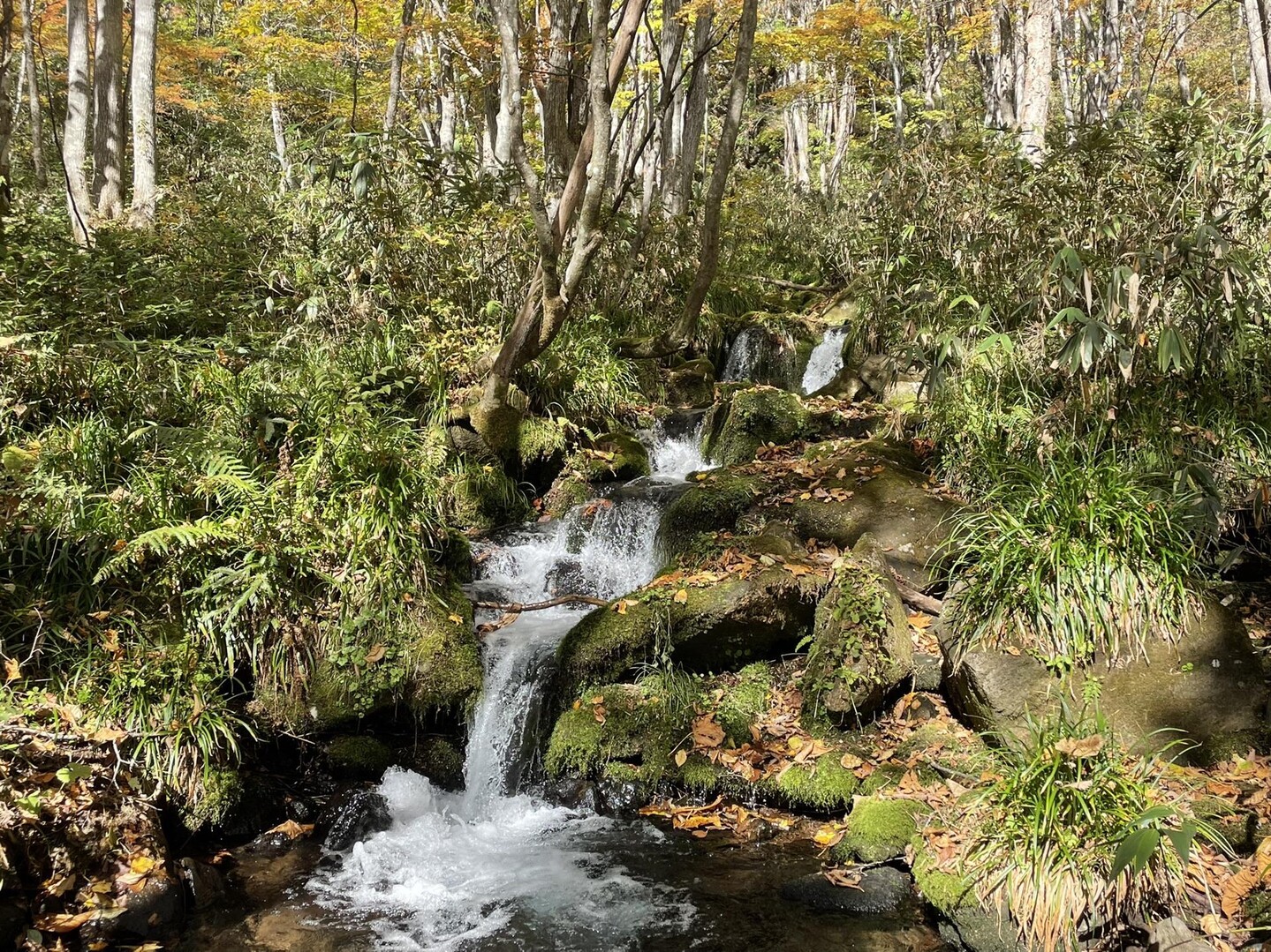 ずんこさんの投稿したフィールドメモ | YAMAP / ヤマップ