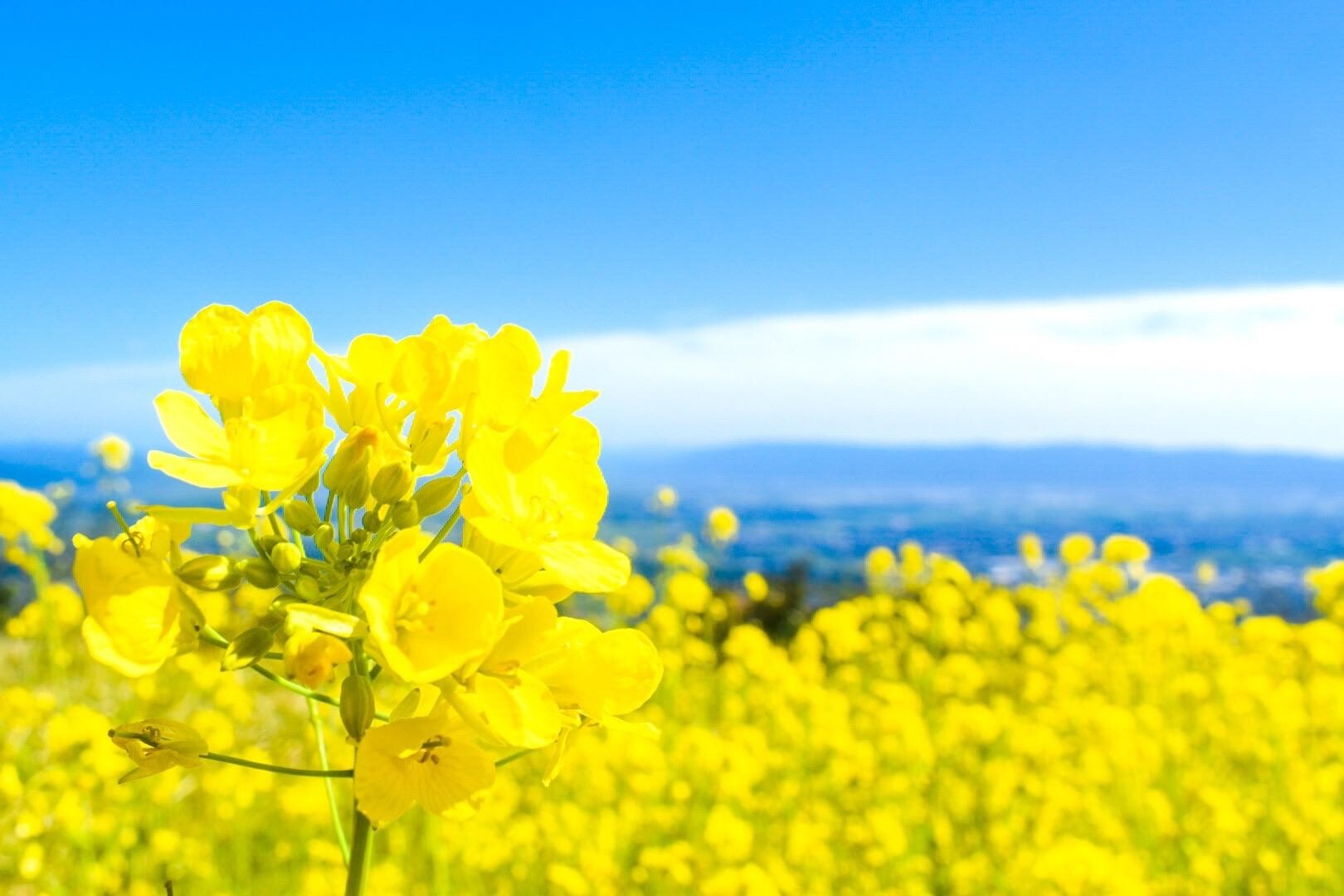 基山に菜の花あり！ / Sugarさんの天拝山・基山の活動データ | YAMAP / ヤマップ