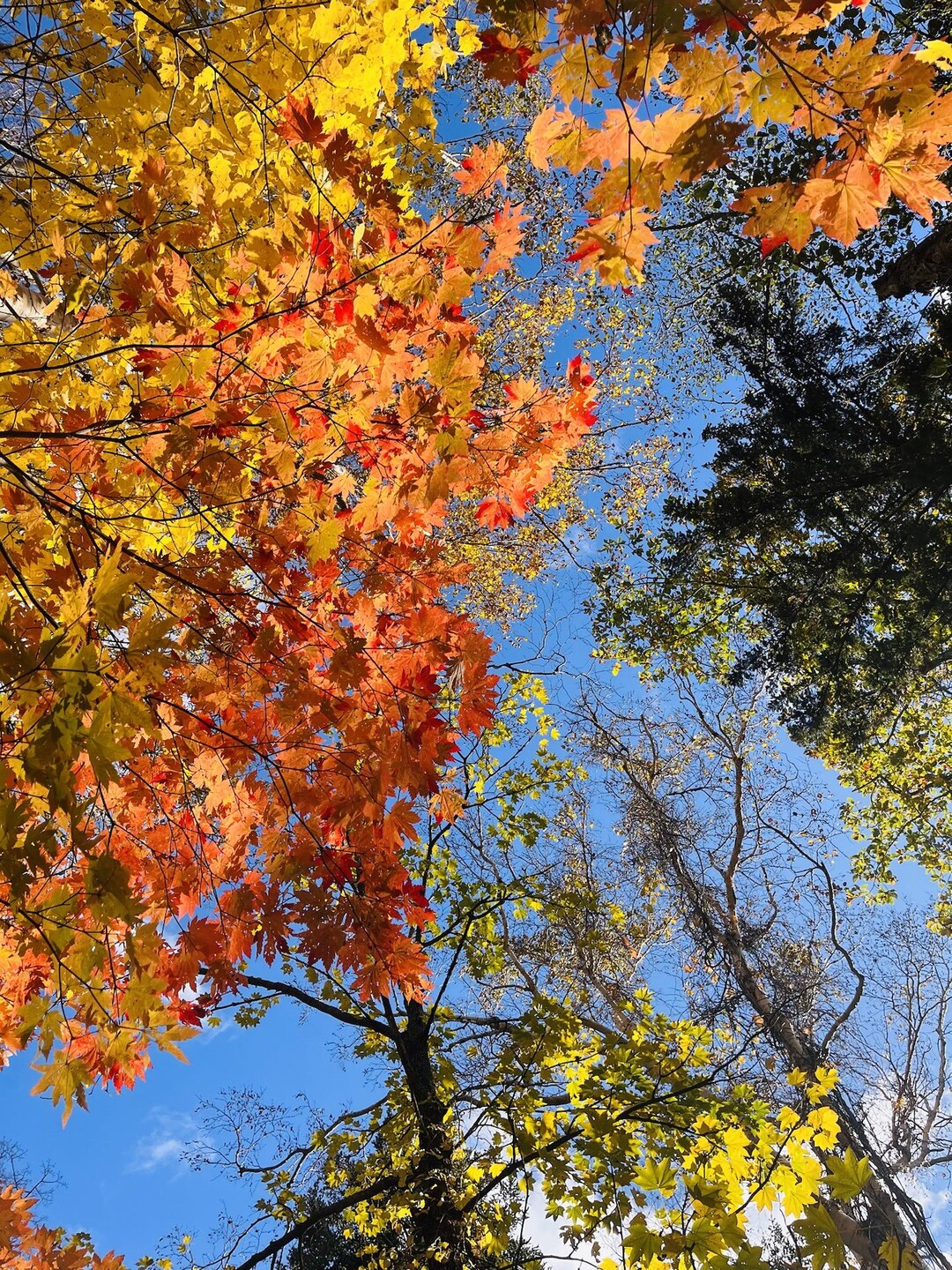 🍁朝里北峰で100座🍁 / minotさんの朝里天狗岳の活動データ | YAMAP / ヤマップ