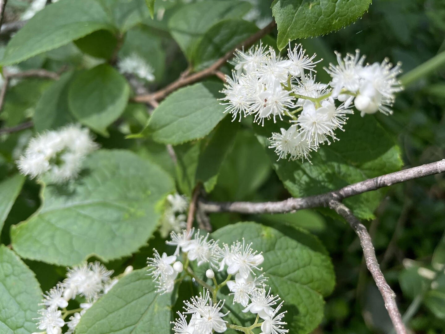 陶石山～はいの山、反時計回り☀️ / ai nknkさんの舟御光山の活動データ | YAMAP / ヤマップ