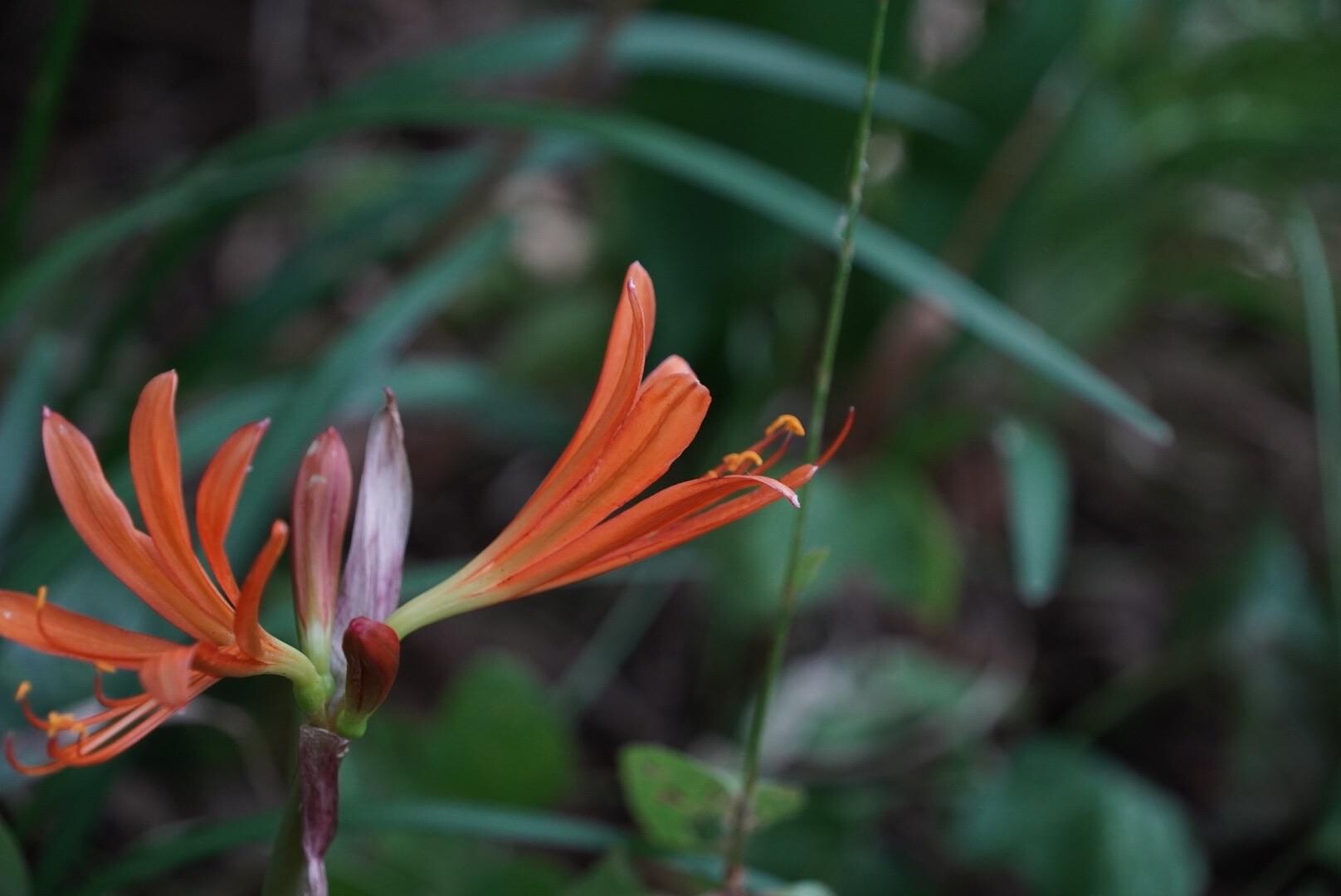 キツネノカミソリ🌸に会いたくて角田山の... / rirunaoさんのモーメント | YAMAP / ヤマップ