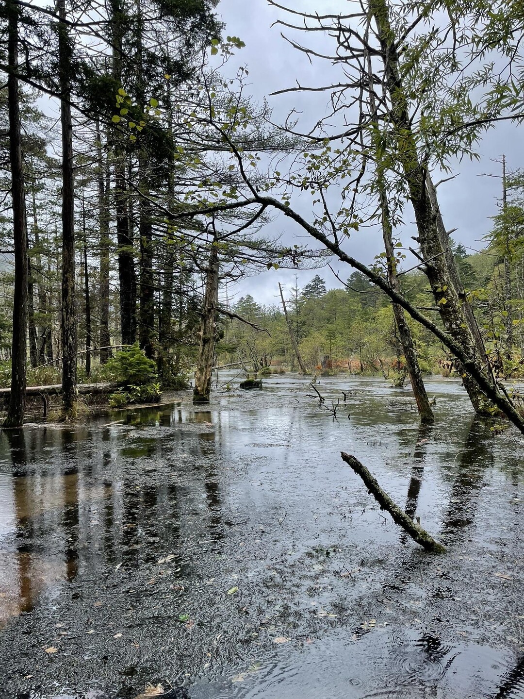 上高地（河童橋〜徳澤）復路 / yookopさんのウォーキングの活動データ | YAMAP / ヤマップ