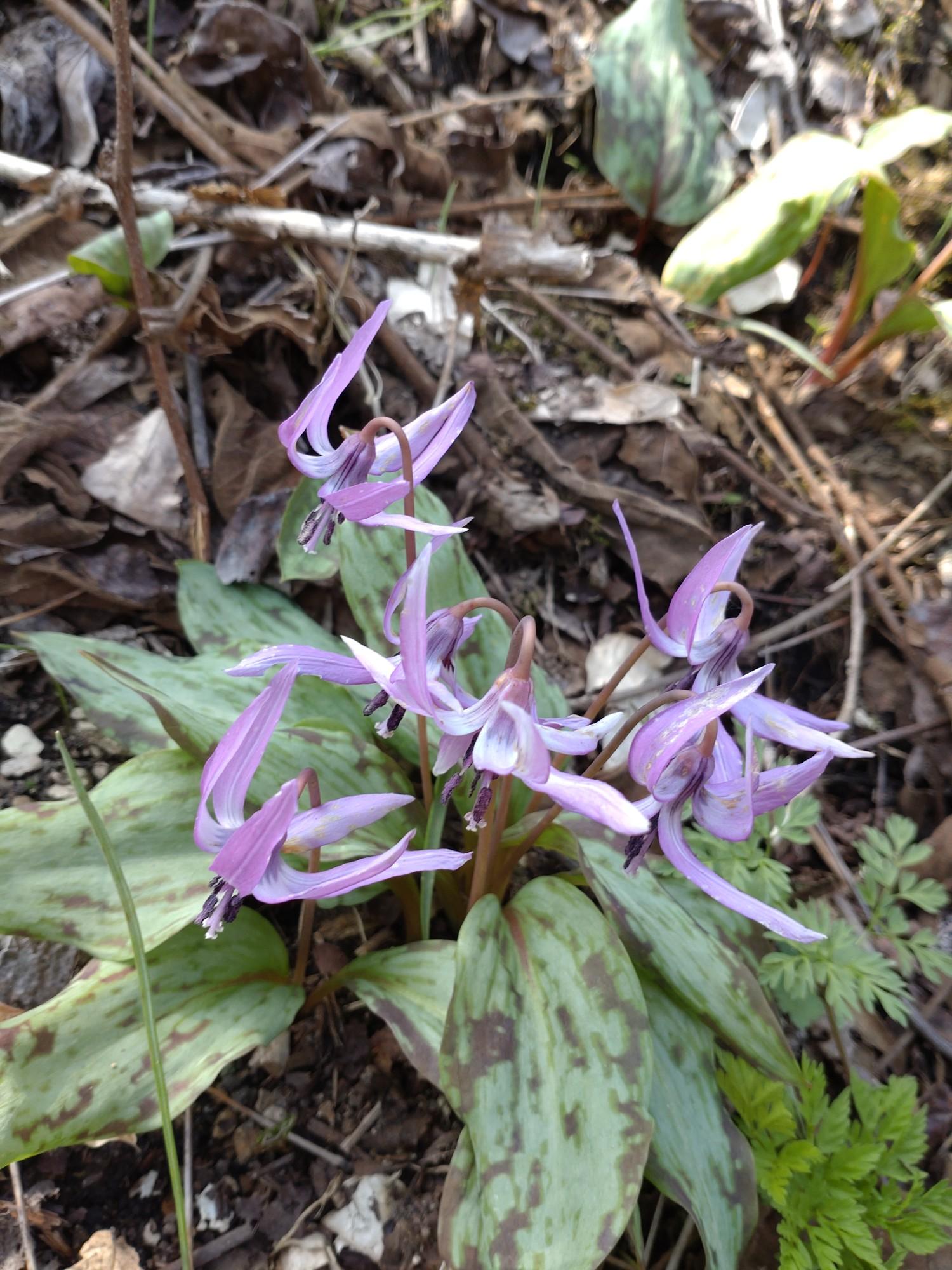 鳥屋山 山開き 20240414 / gunさんの鳥屋山の活動データ | YAMAP / ヤマップ