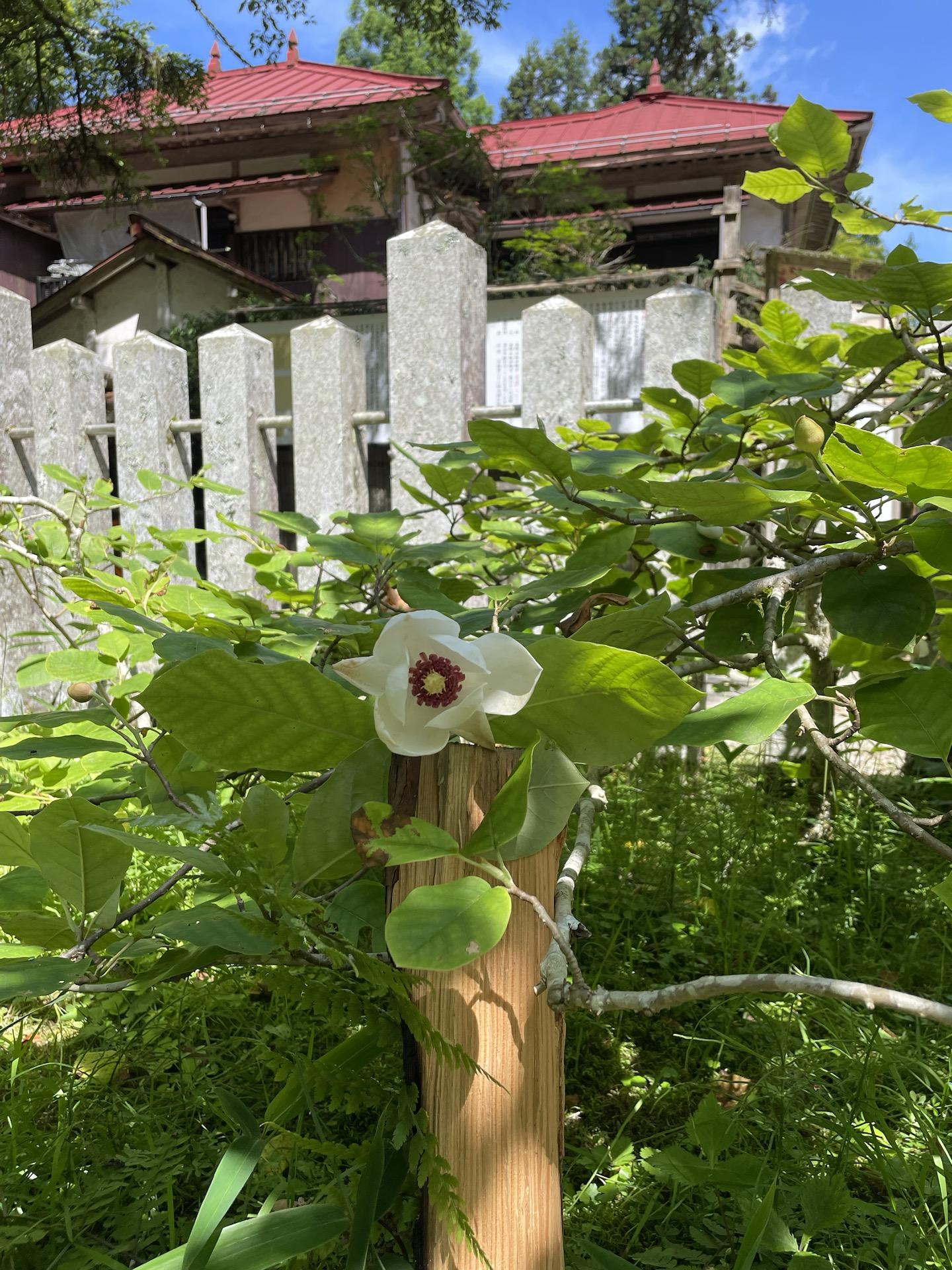金剛山#138 もみじ谷↗️ 丸滝谷↘️ / takaさんの金剛山・二上山・大和葛城山の活動データ | YAMAP / ヤマップ