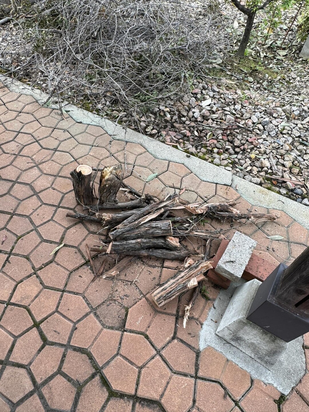 庭の木 またゼットン（カミキリ虫）に枯ら... / MASA👽さんのモーメント | YAMAP / ヤマップ