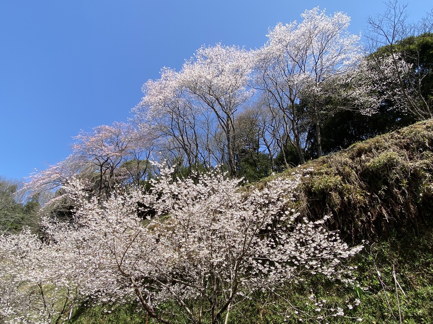 多摩森林科学園 / appliさんの高尾山・陣馬山・景信山の活動データ | YAMAP / ヤマップ