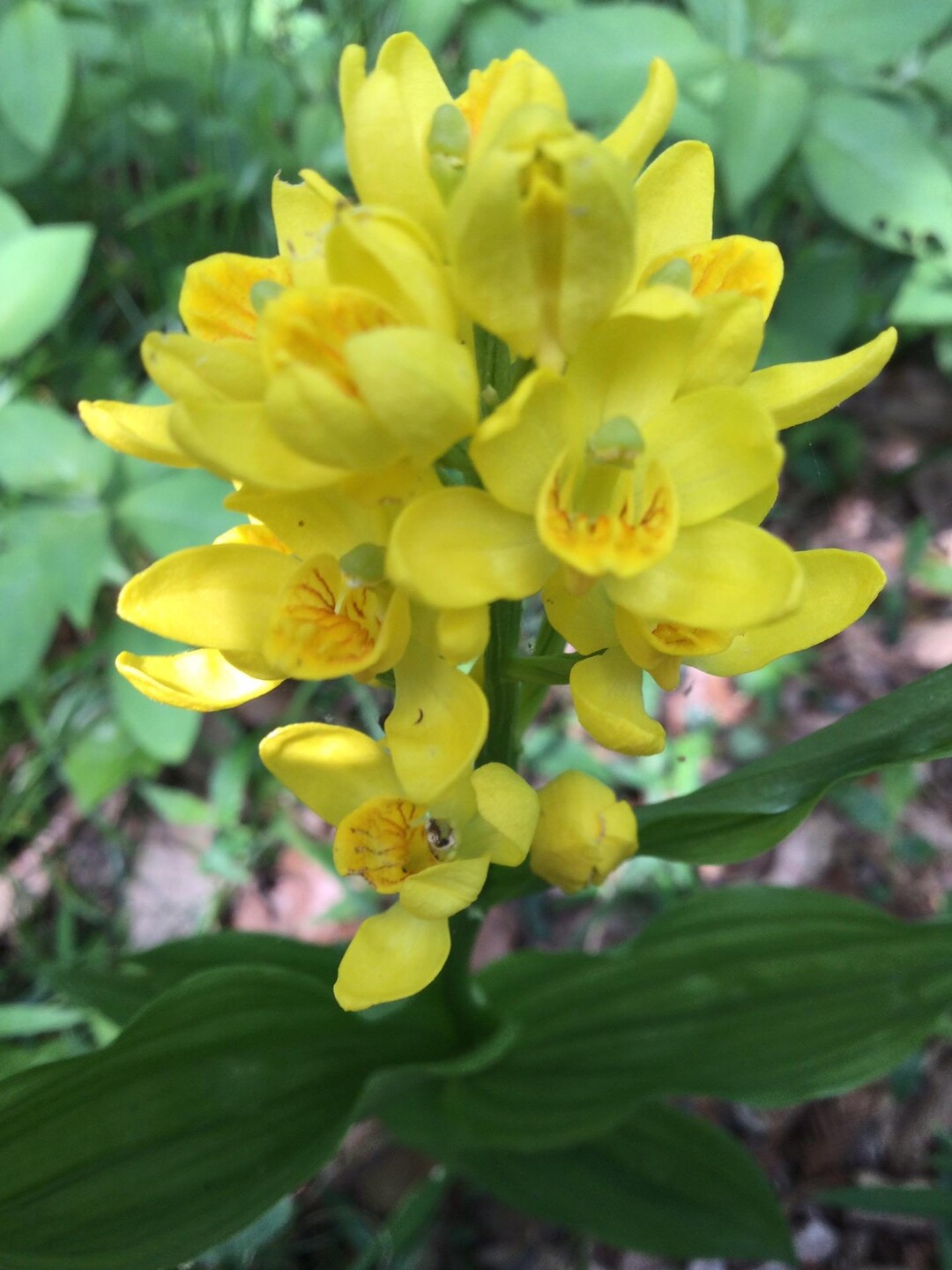 藤沢市-2023-04-20 / mickeyさんのウォーキングの活動データ | YAMAP / ヤマップ