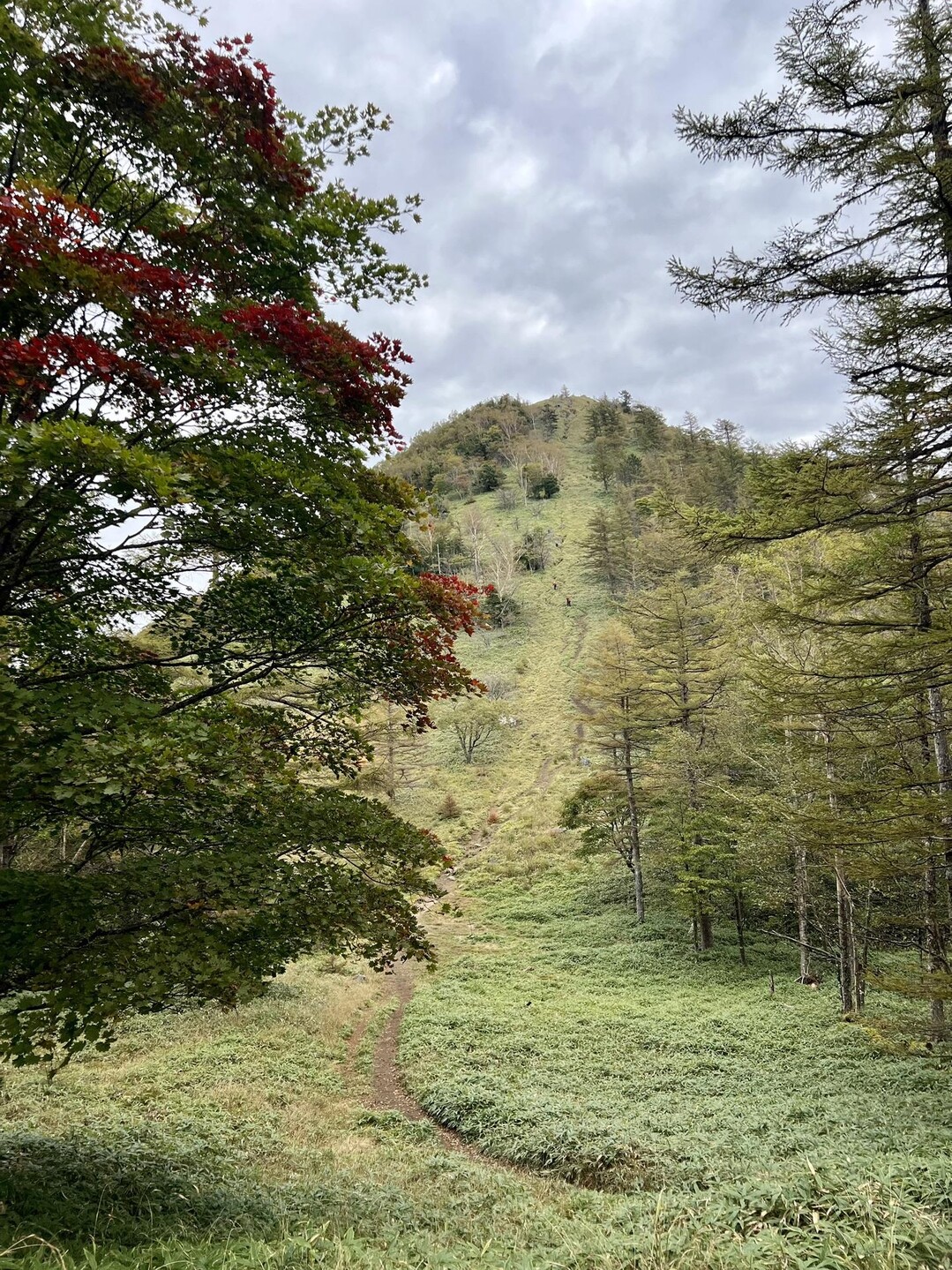 笠取山 / mkさんの和名倉山・笠取山・東仙波の活動データ | YAMAP / ヤマップ