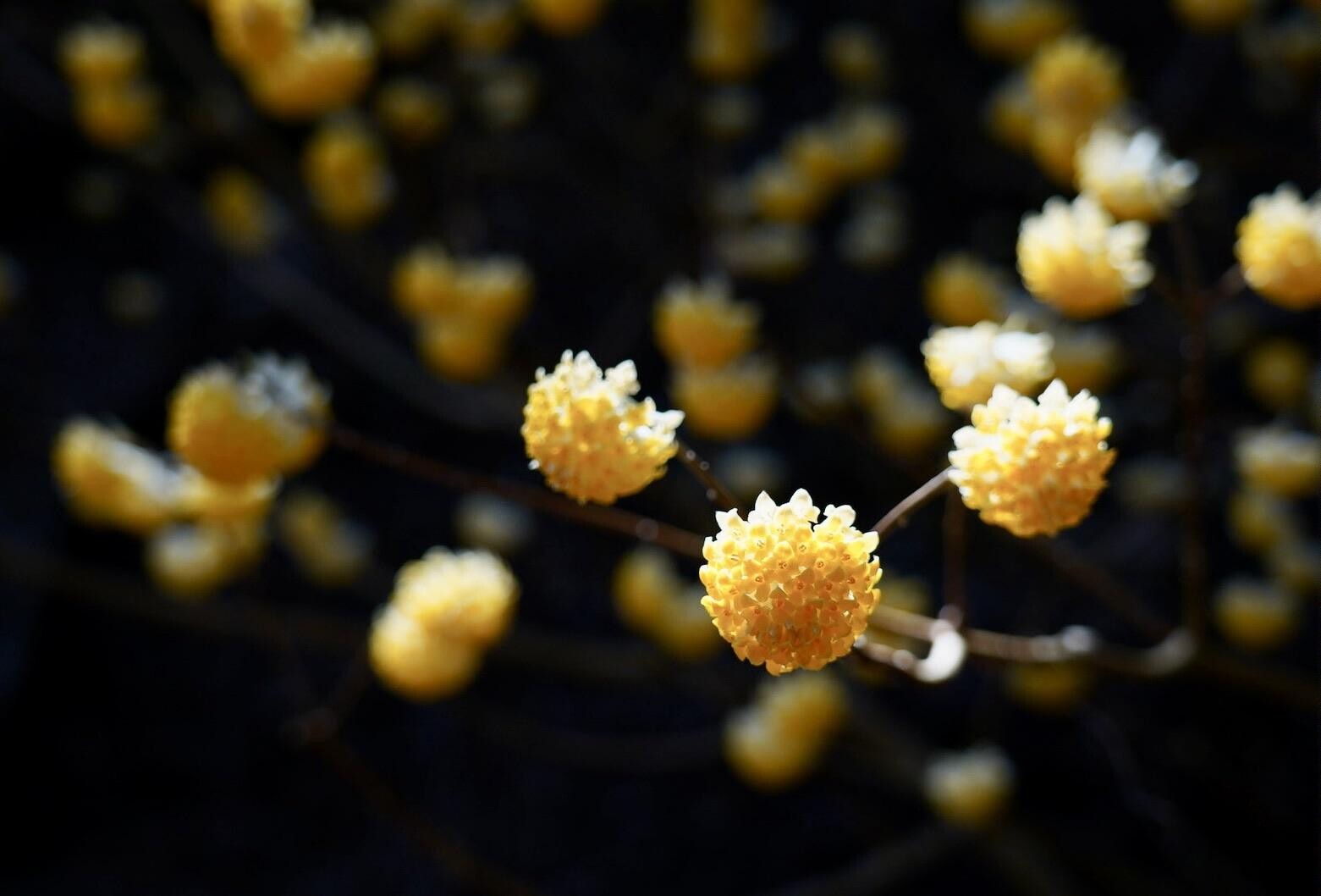 お山カメラ大好き山友さんと新城のミツマタ... / haruさんのモーメント | YAMAP / ヤマップ