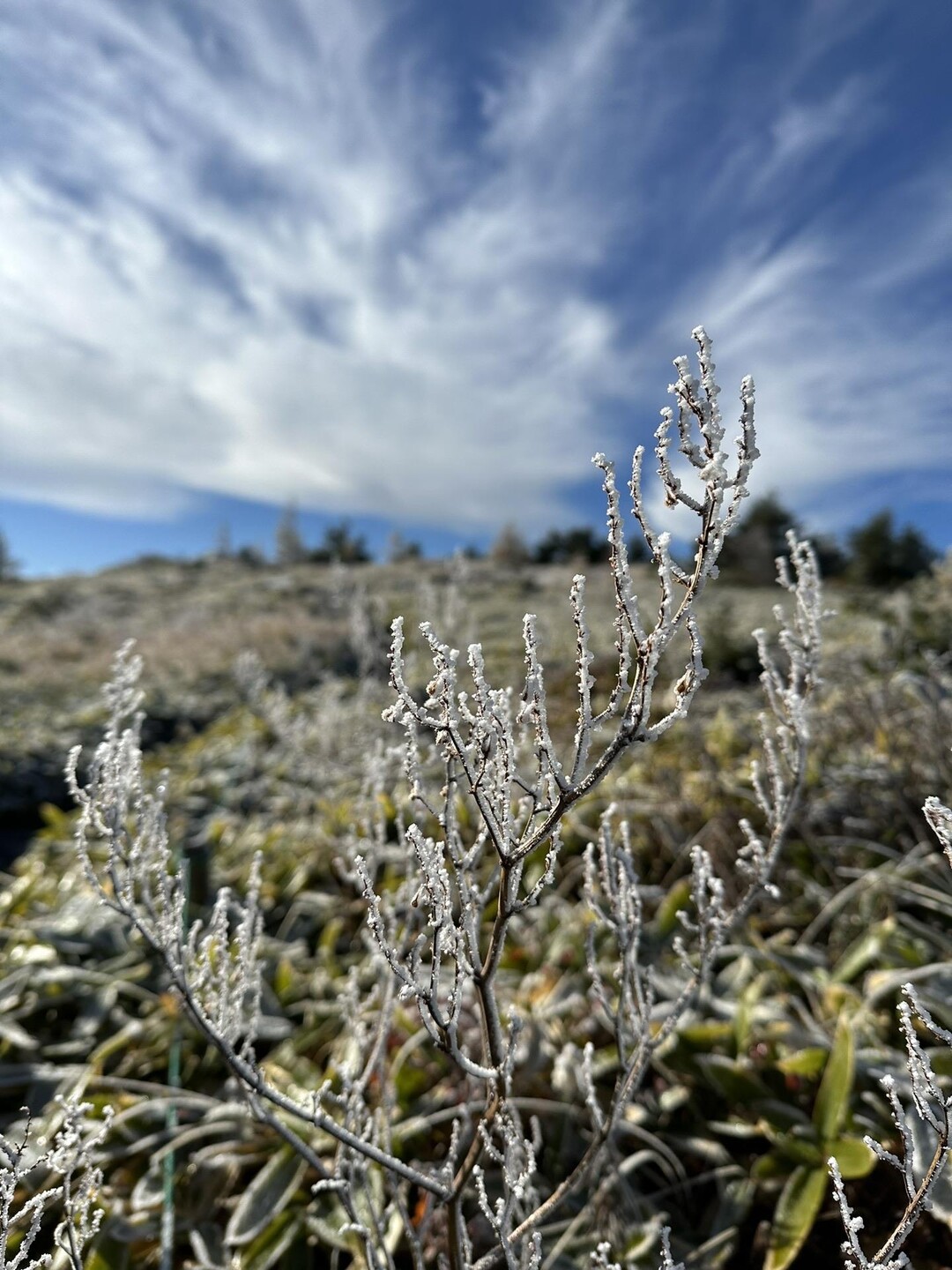 寒くて熱い冬の訪れ🏔萌えよ湯の丸山 / maruco87さんの湯ノ丸山・角間山・鍋蓋山の活動データ | YAMAP / ヤマップ