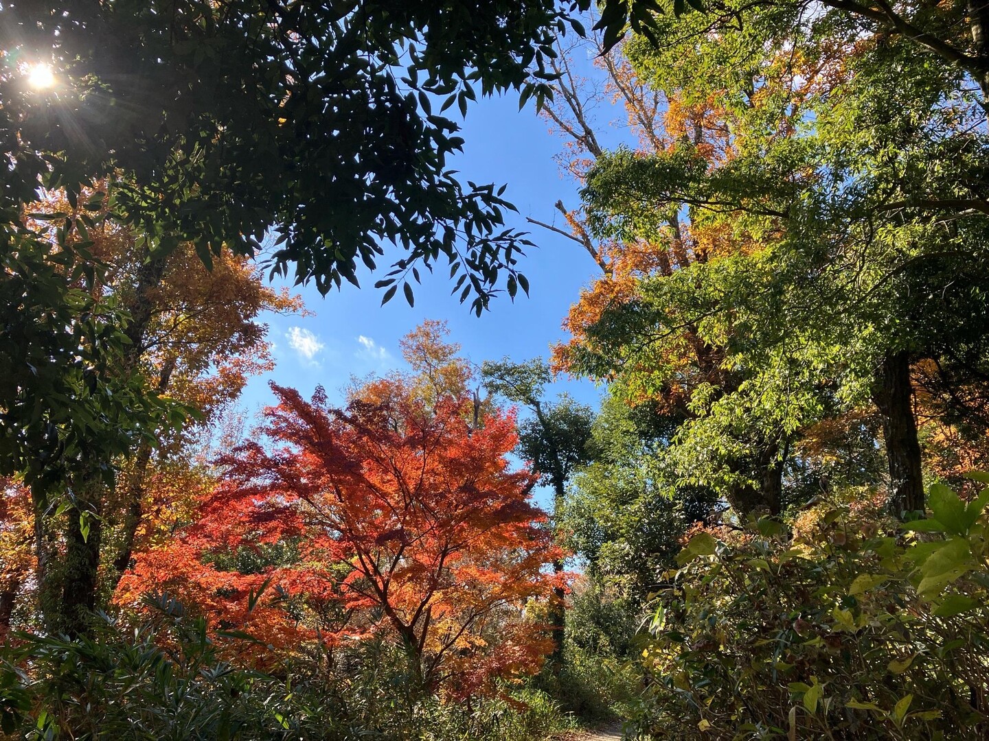 生駒山・鬼取山・天照山・神津嶽 / chikaさんの生駒山・神津嶽・大原山の活動データ | YAMAP / ヤマップ