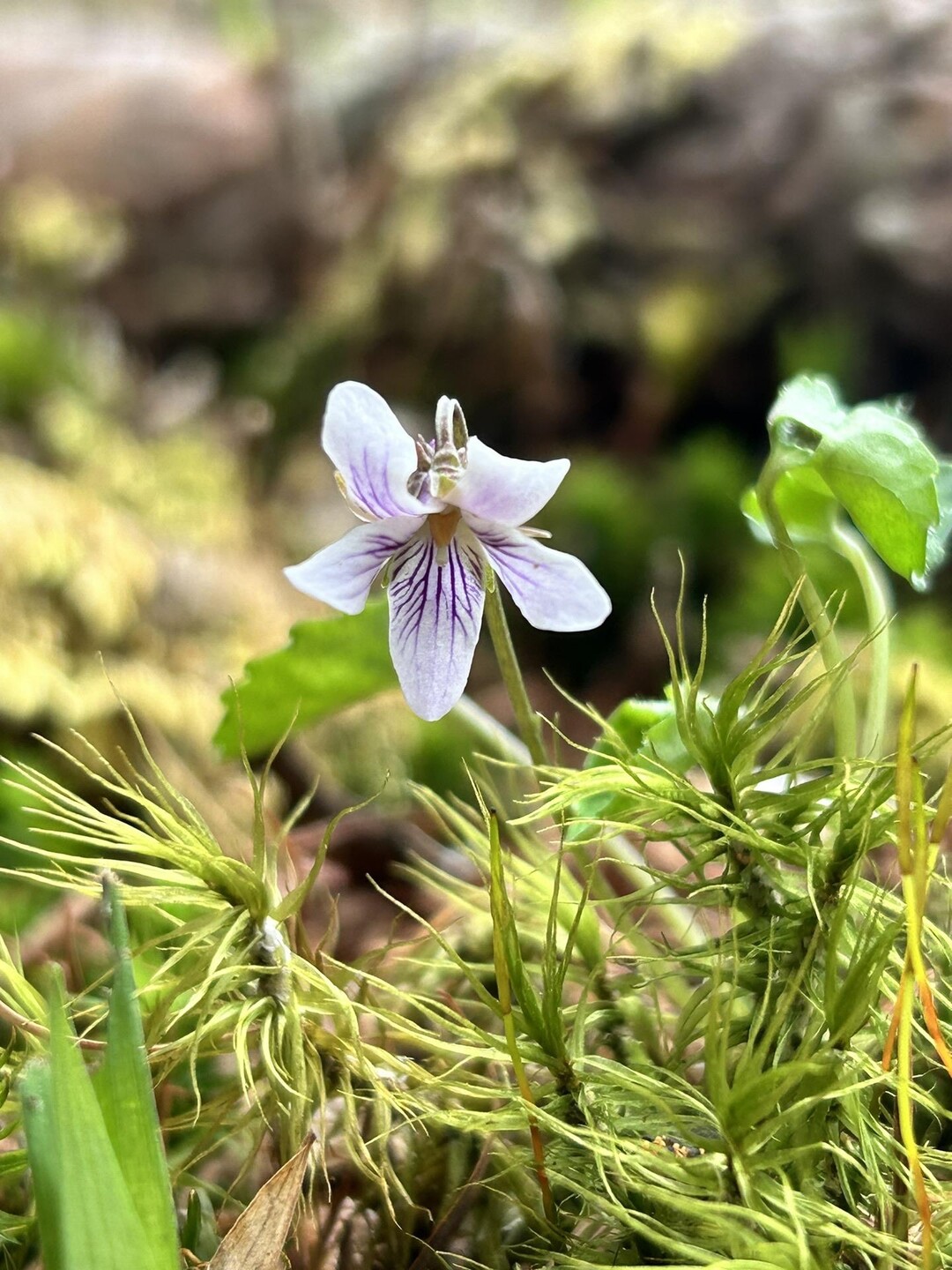 八町山 / Co-CHeさんの源氏山の活動データ | YAMAP / ヤマップ