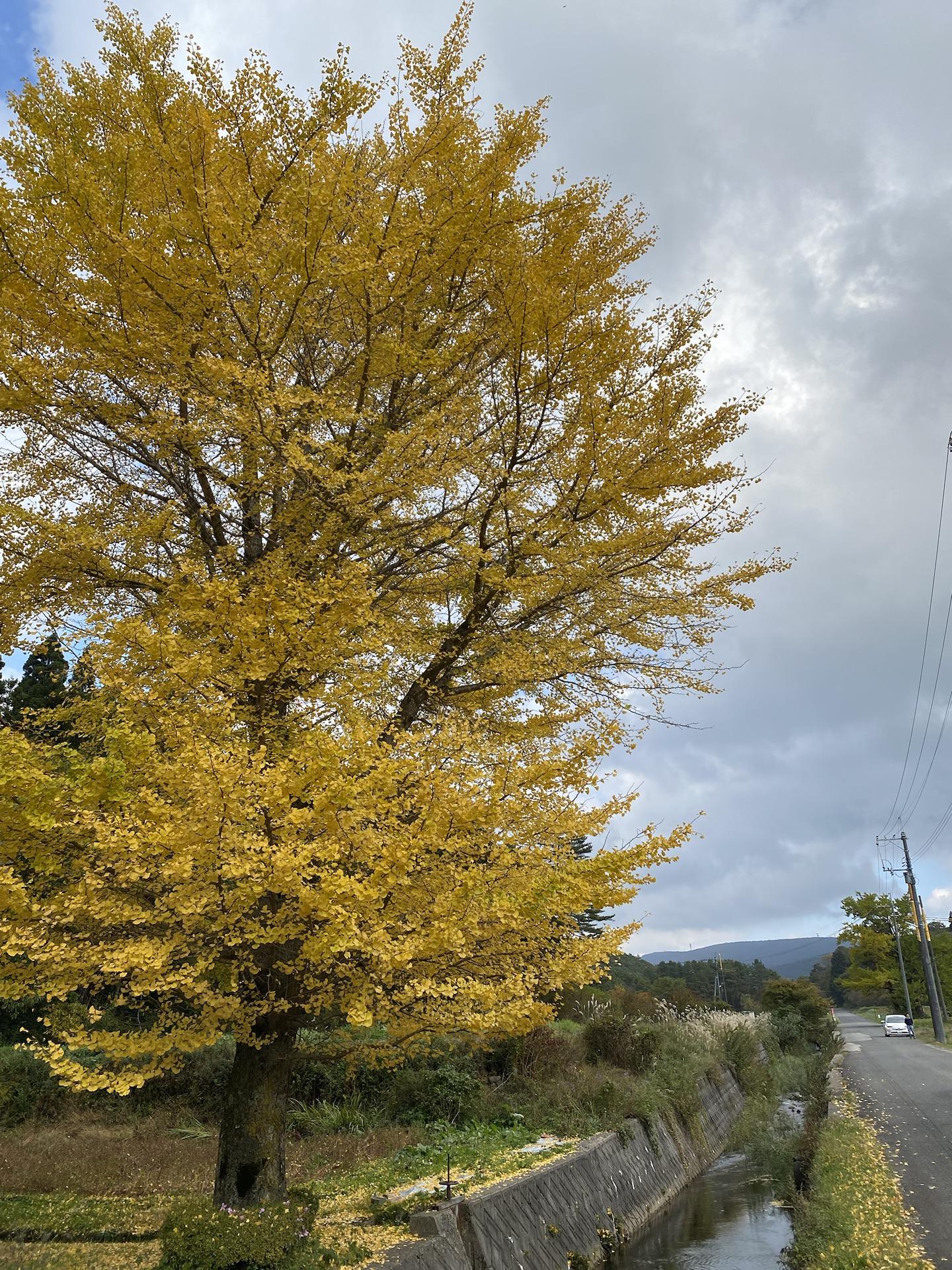 11/4 🍂秋を満喫🍁 絶景を見なが... / ロミちゃんさんのモーメント | YAMAP / ヤマップ