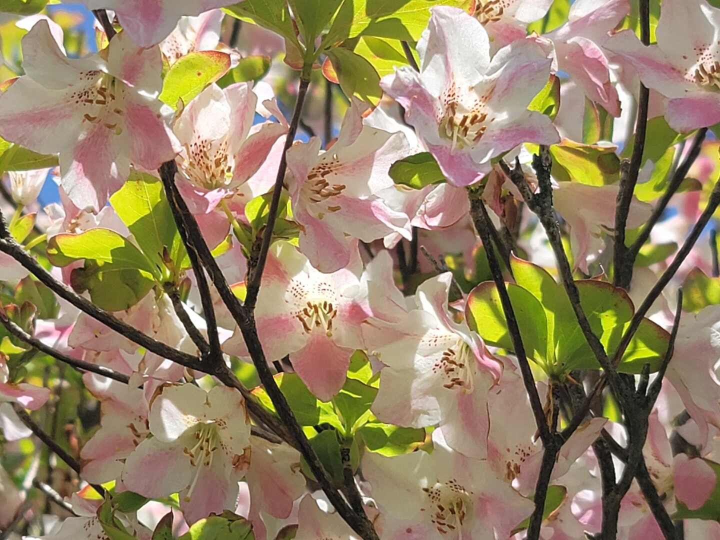 三池岳 / ☆★tomomo★☆さんの釈迦ヶ岳の活動データ | YAMAP / ヤマップ