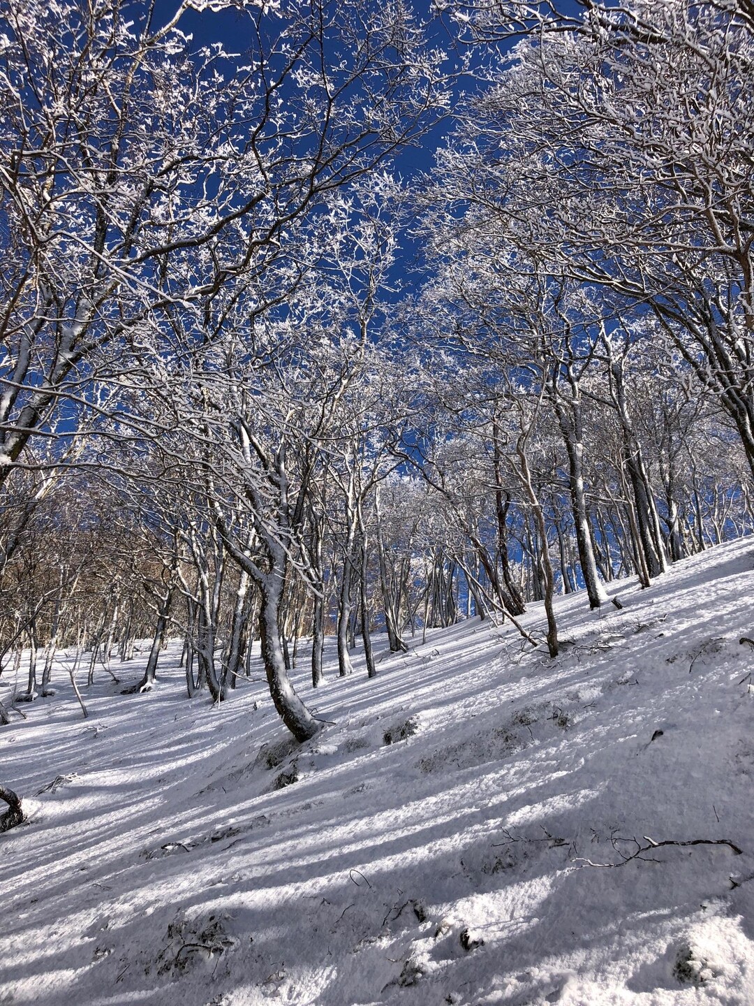 前山・明神岳・桧塚奥峰 / HiHiAさんの桧塚奥峰・明神岳・薊岳の活動データ | YAMAP / ヤマップ