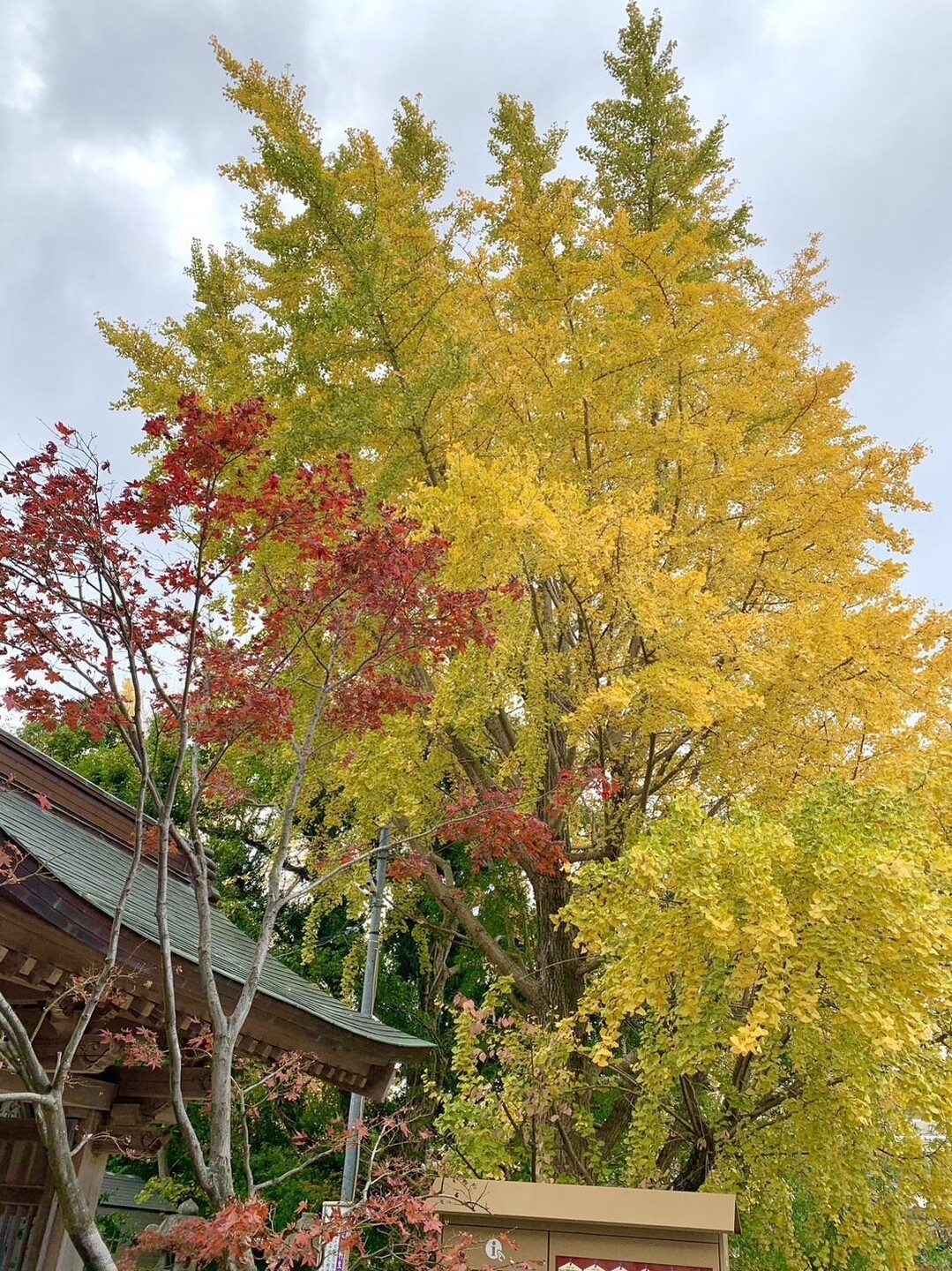 紅葉八幡宮🍁にて。 紅葉よりイチョウが... / rebiさんのモーメント | YAMAP / ヤマップ