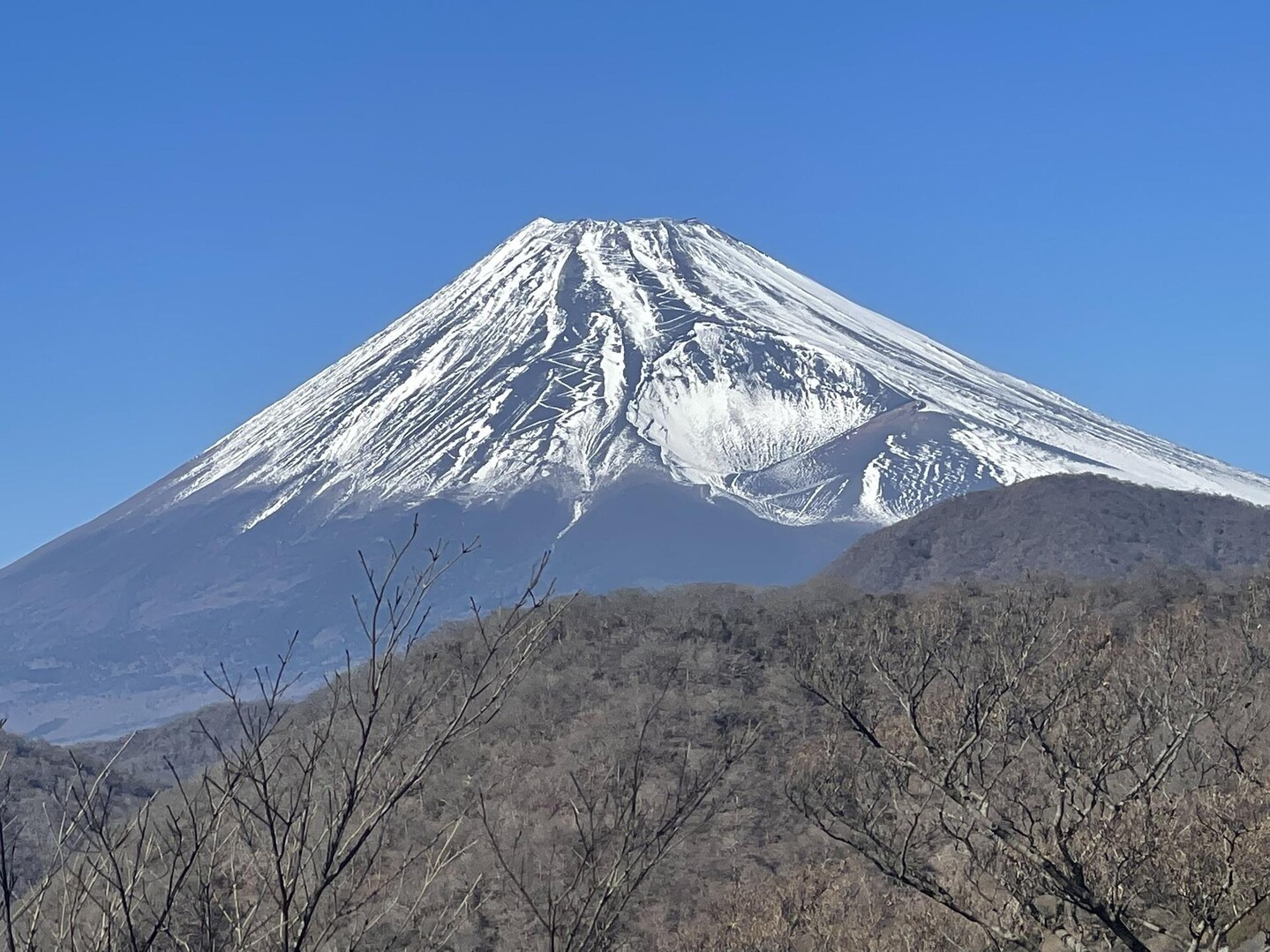 愛鷹山 鷹もいた！ / Mikityさんの愛鷹山・大岳・黒岳の活動データ | YAMAP / ヤマップ