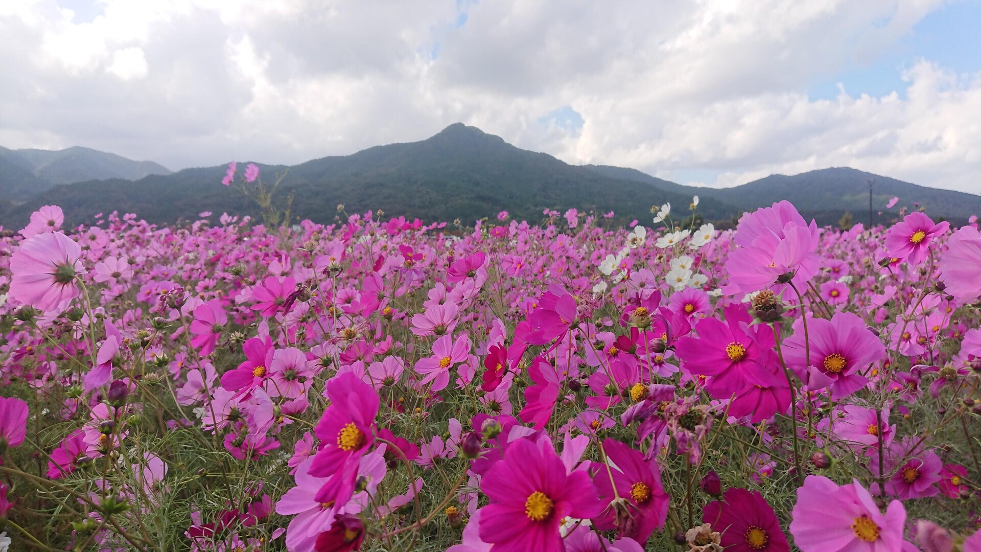 昨日TVにも出てた西区にある「やよいの風... / コヨーテさんのモーメント | YAMAP / ヤマップ