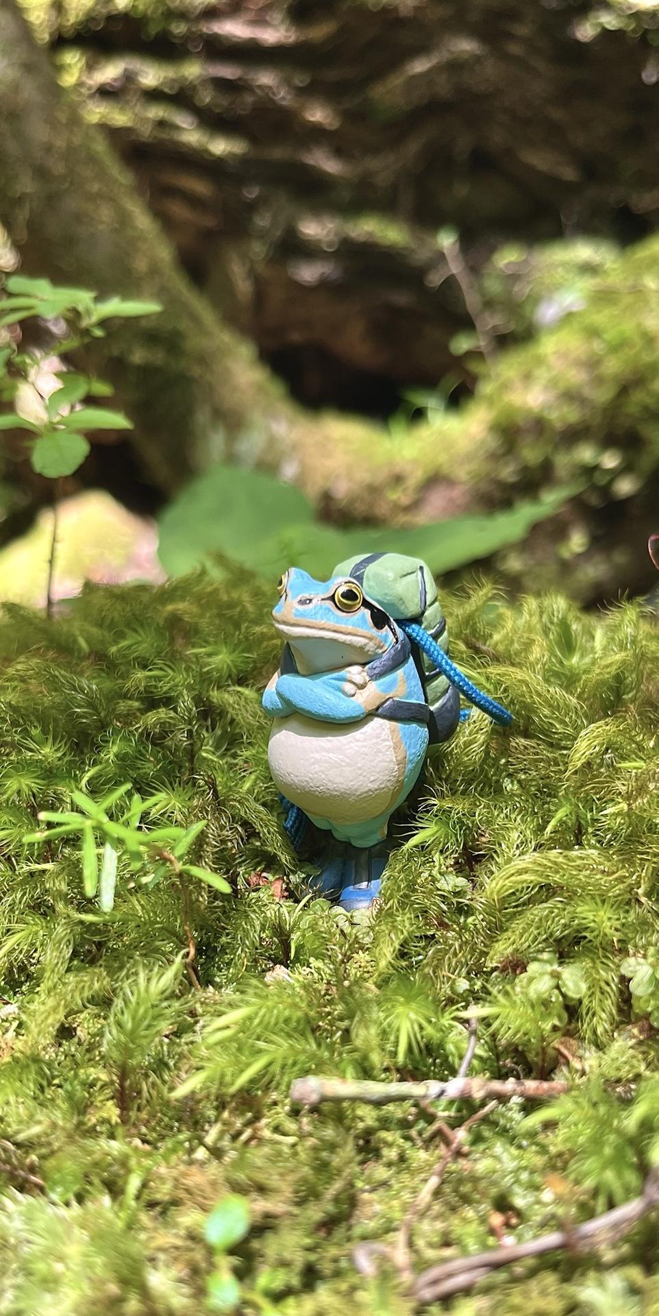 赤目四十八滝 苔むす緑の世界へ / chieさんの長坂山・赤目四十八滝の活動データ | YAMAP / ヤマップ