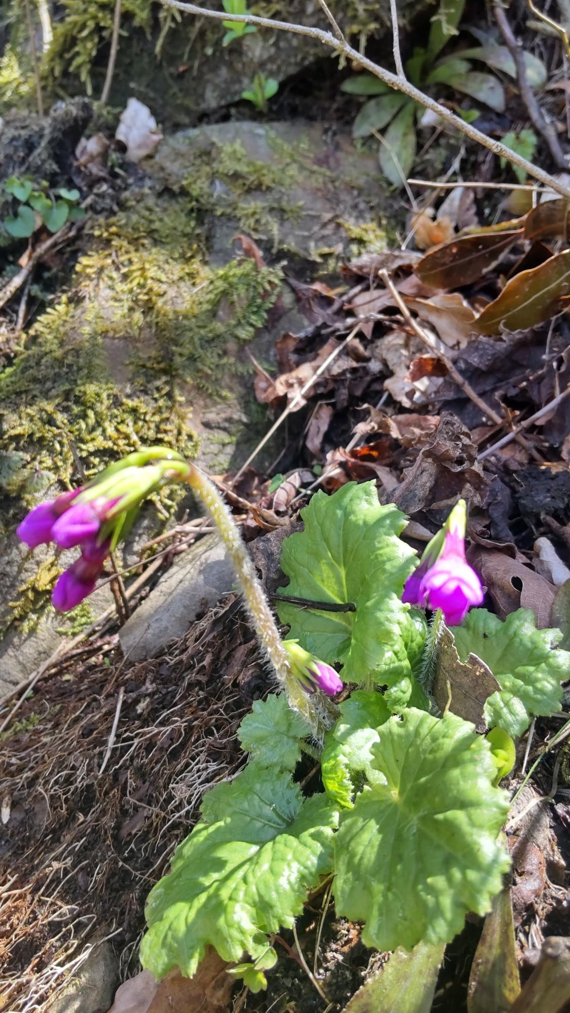 鰐塚山🐊🐊散策 イワザクラ🌸🌸蕾... / hiro☆hiroさんのモーメント | YAMAP / ヤマップ