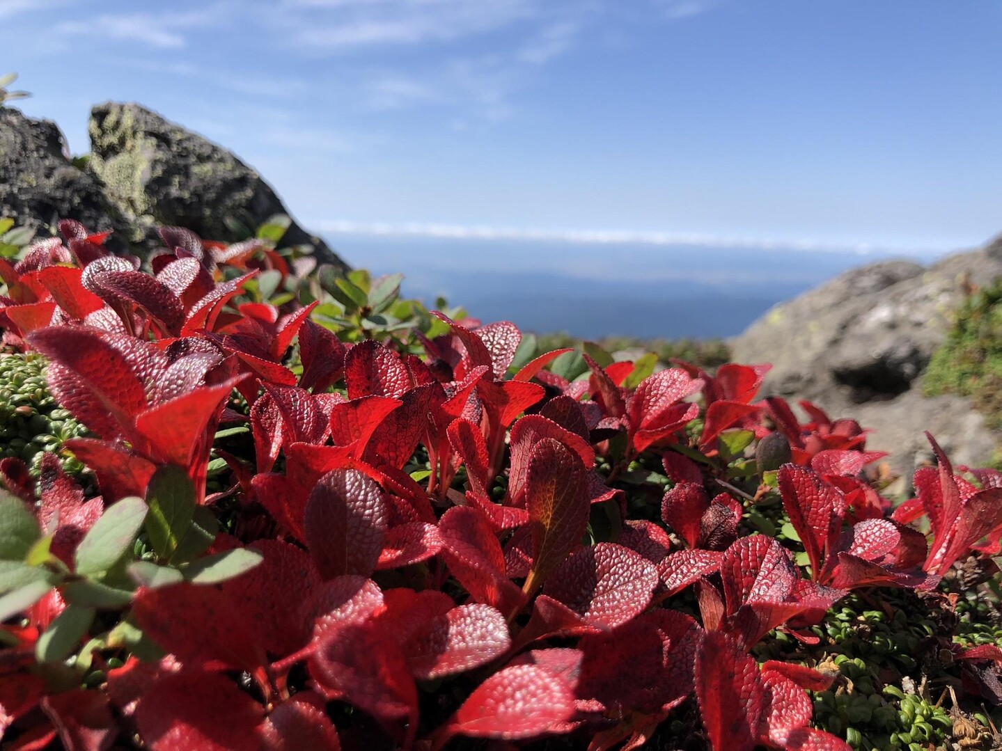 永山岳・安足間岳・当麻岳・1591ピーク / ☆kkkiki☆さんの大雪山系・旭岳・トムラウシの活動データ | YAMAP / ヤマップ