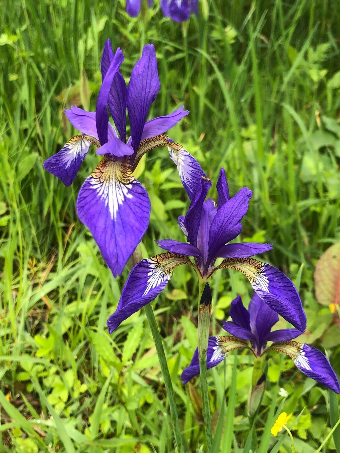 ヤッパさすがだワ! 入笠山 / yabuさんの入笠山の活動日記 | YAMAP / ヤマップ