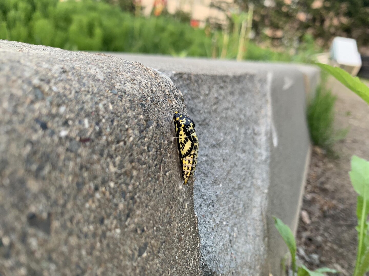 4日連続の藻岩(^^) / myq.さんの藻岩山の活動データ | YAMAP / ヤマップ