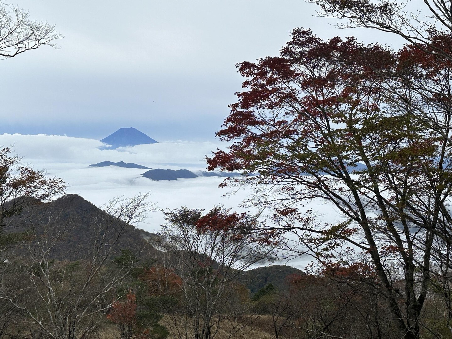 大蔵高丸・ハマイバ丸 / cocoさんの滝子山・大谷ヶ丸・笹子雁ヶ腹摺山の活動データ | YAMAP / ヤマップ