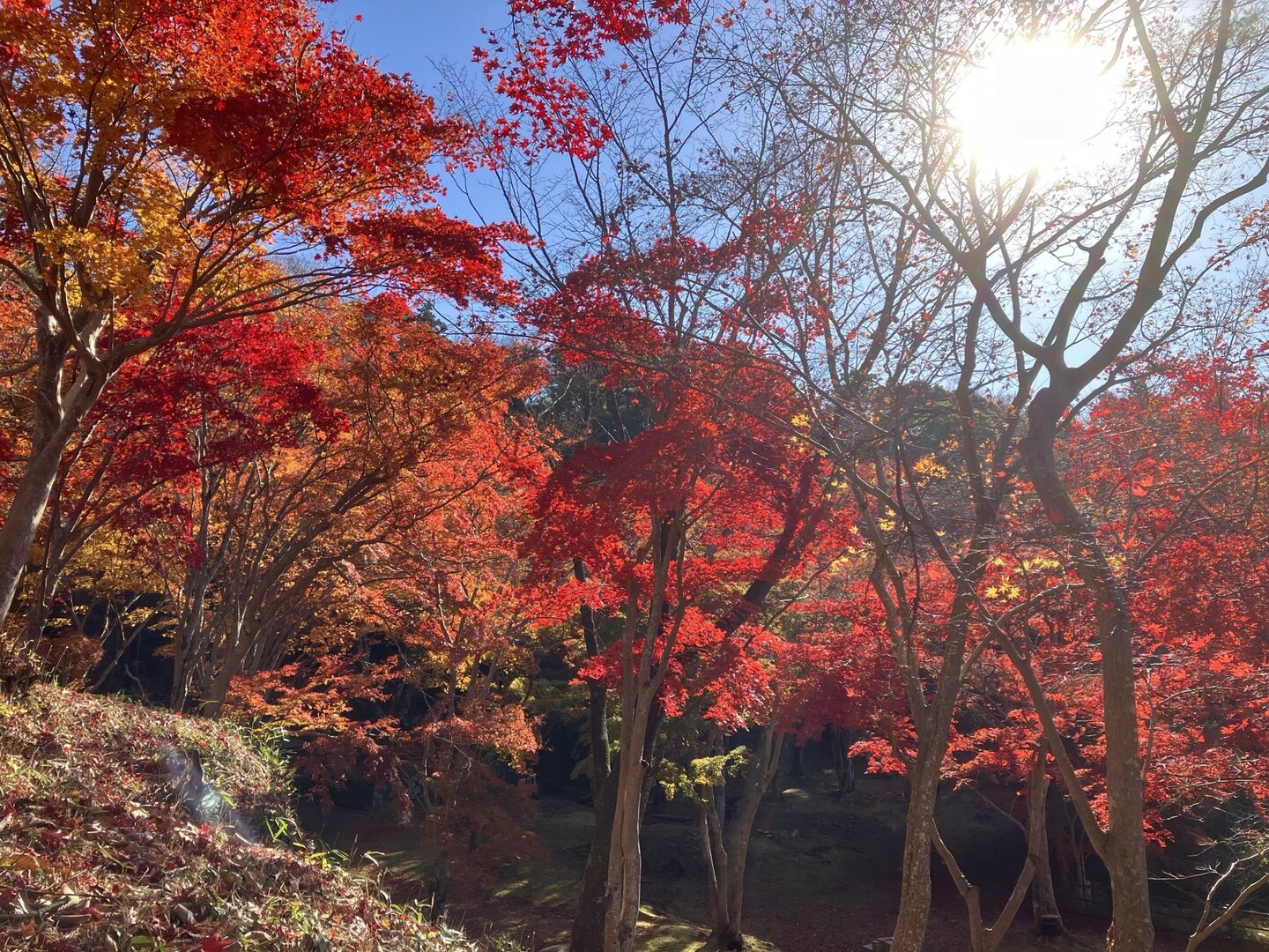 笠置山 / 恵美 Emiさんの笠置山の活動データ | YAMAP / ヤマップ