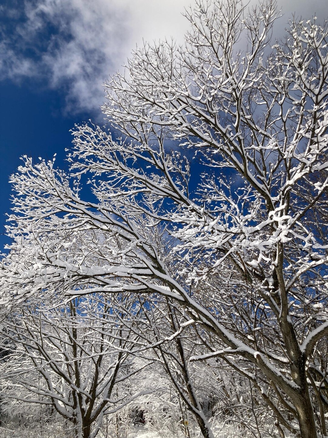 ブルー角田山⛰13 / katsu.fdさんの角田山の活動データ | YAMAP / ヤマップ