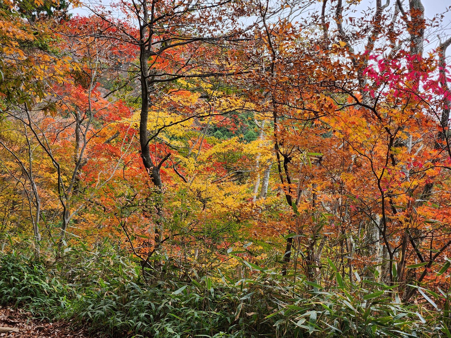 金剛山 / COCOさんの登山の活動データ | YAMAP / ヤマップ