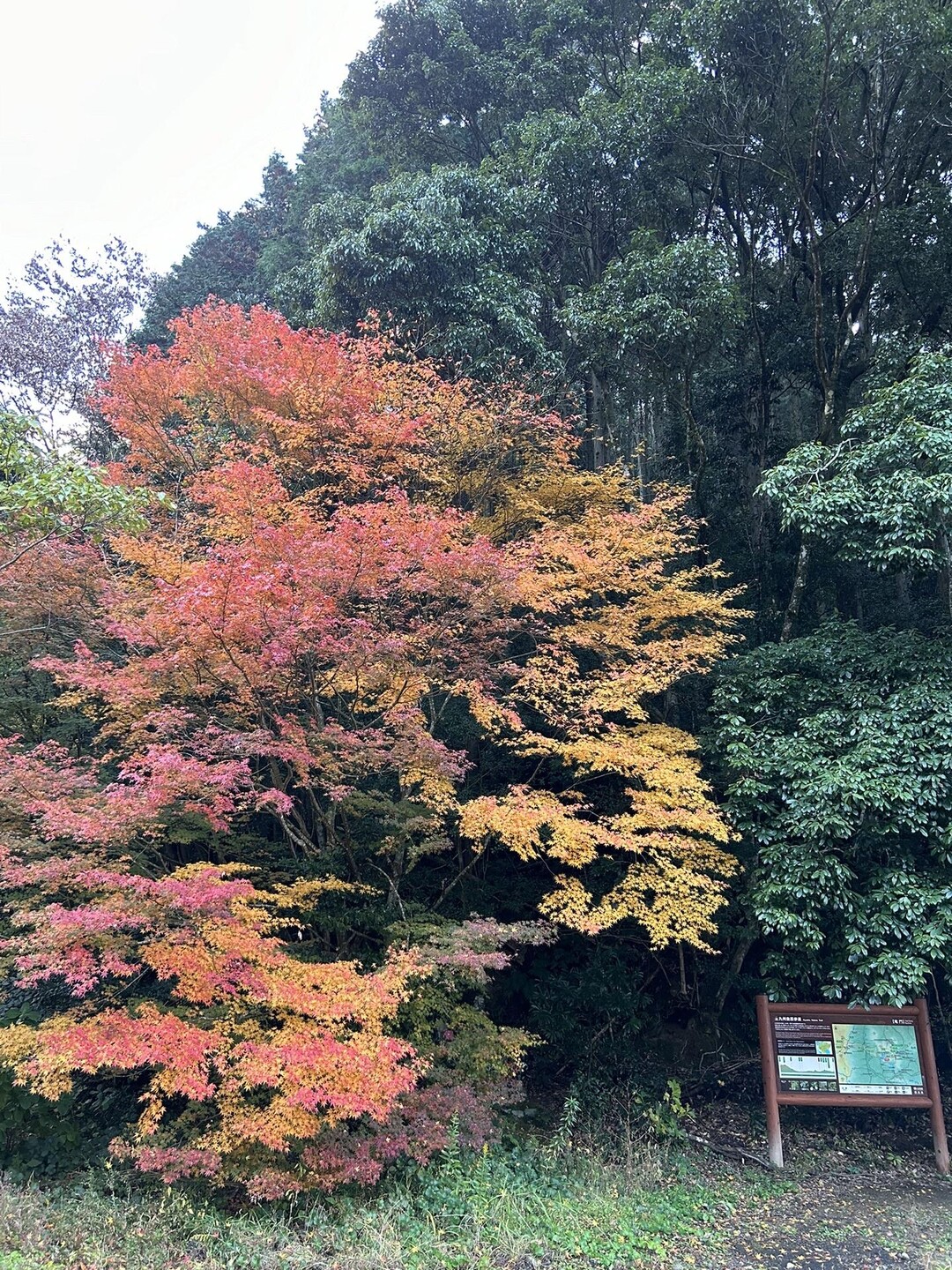 後黒髪東峰・蛇焼山・黒髪山・青螺御前・青螺山・牧II峰（青牧山）・牧ノ山 / tomさんの黒髪山・青螺山の活動データ | YAMAP / ヤマップ