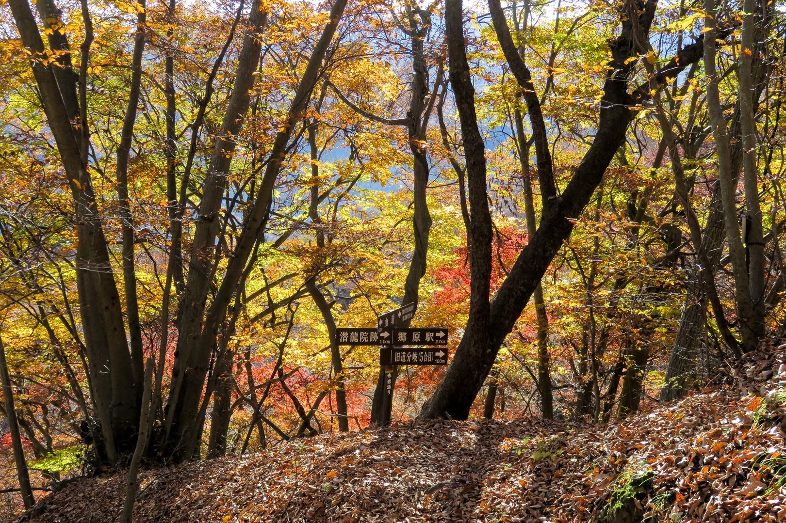 モミジと鎖 岩櫃山 / komaさんの岩櫃山・薬師岳・吾嬬山の活動データ | YAMAP / ヤマップ