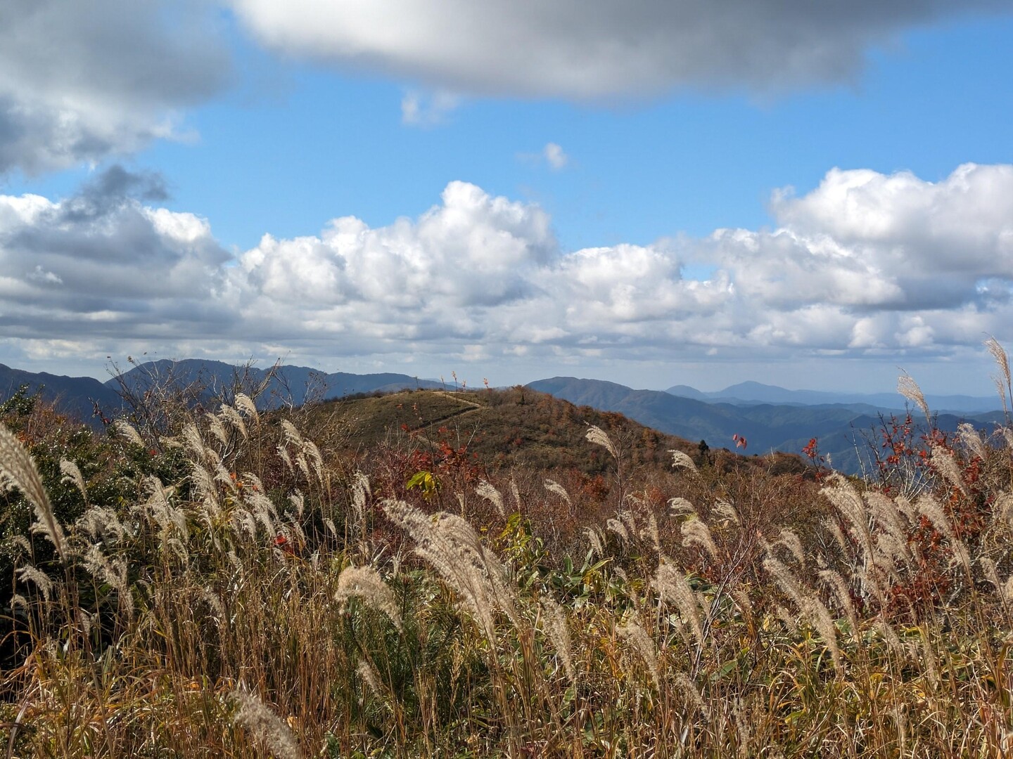 向半四郎山〜半四郎山〜広見山 / jonasanさんの恐羅漢山の活動日記 | YAMAP / ヤマップ