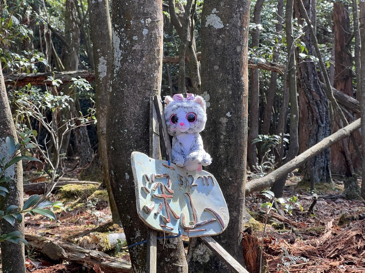 笠原富士・深山 / ISSEIさんの笠原富士・深山の活動データ | YAMAP / ヤマップ