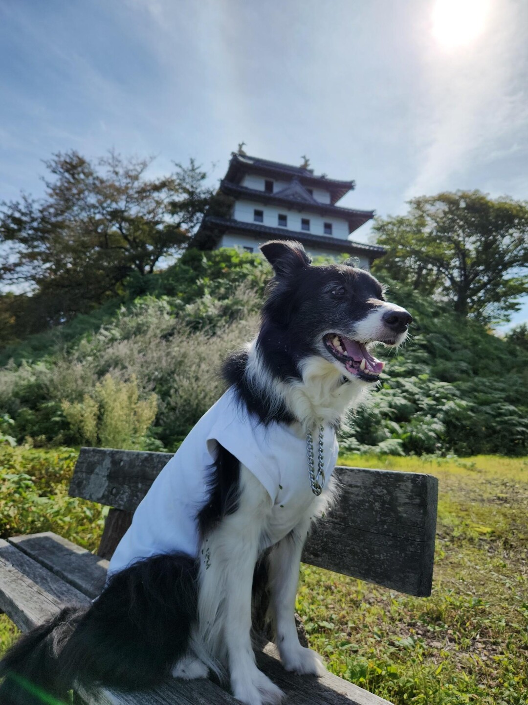 羽衣石山 / Kaoriさんの羽衣石山の活動データ | YAMAP / ヤマップ