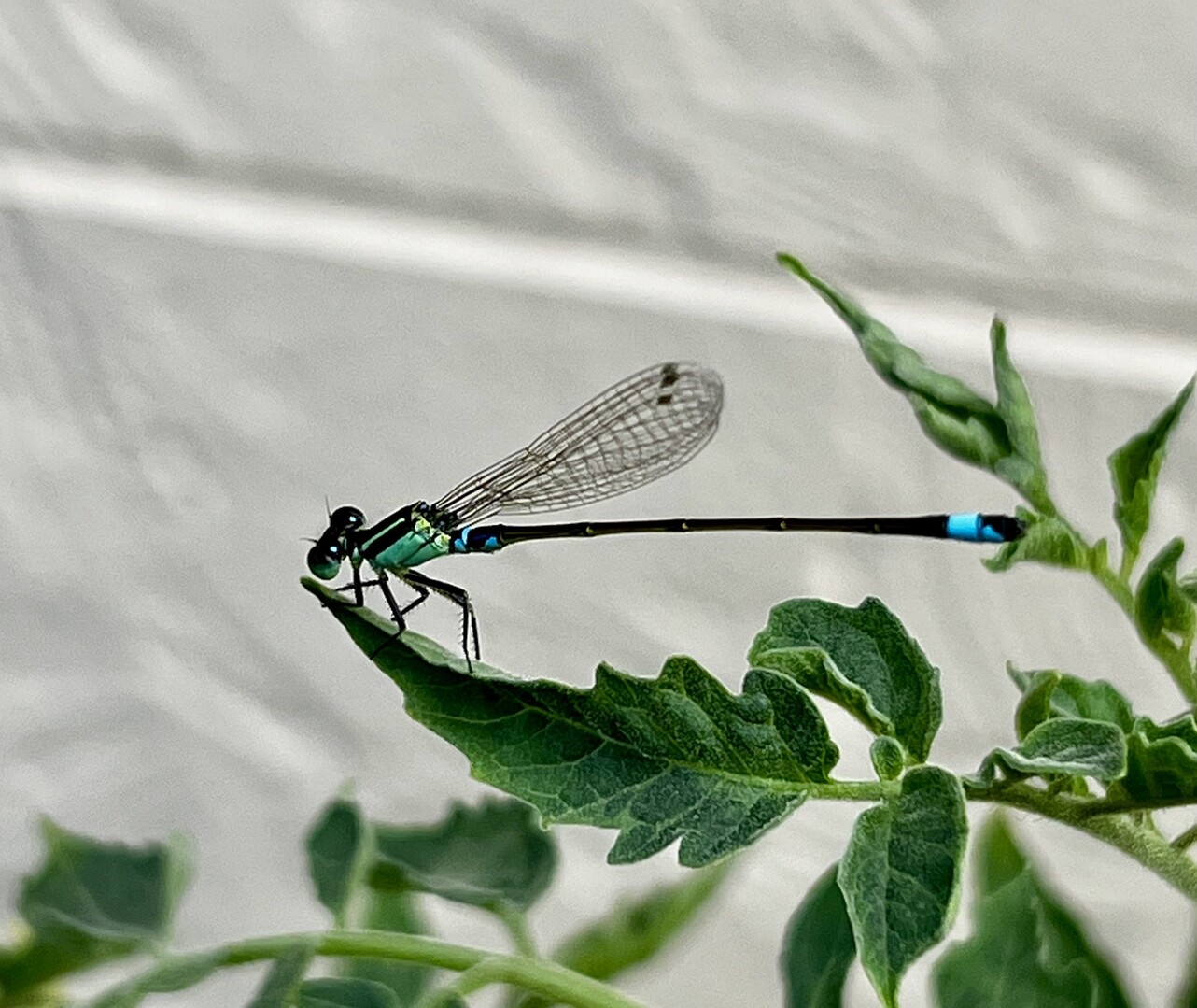 今日は、お家の草刈り、綺麗なイトトンボが... / たけのこ zi ziさんのモーメント | YAMAP / ヤマップ