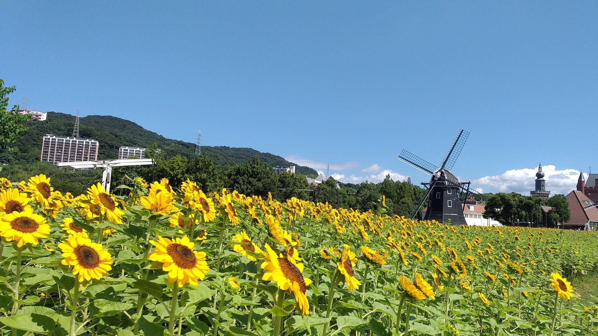 散歩道の花とHTB🌻 / akkoさんのウォーキングの活動データ | YAMAP / ヤマップ