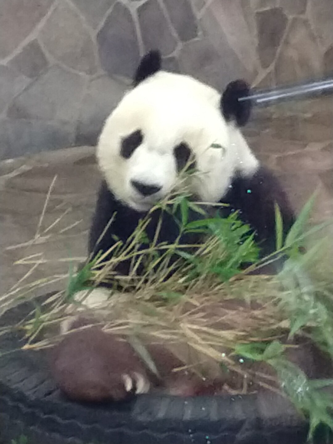 shiroのページ | YAMAP / ヤマップ