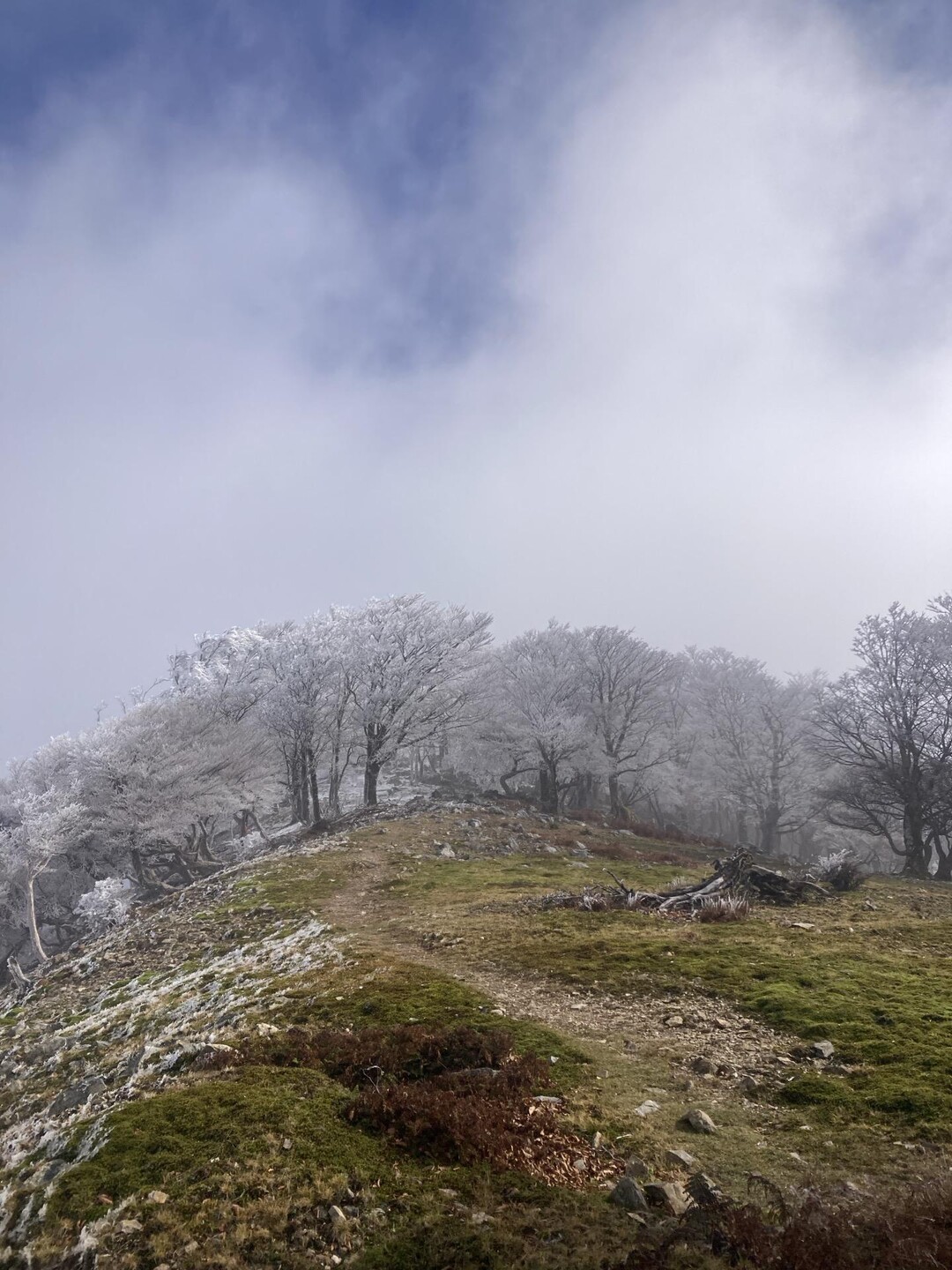 "紅葉＆霧氷" マナコ谷ルート〜桧塚・桧塚奥峰 / annpapaさんの桧塚奥峰・明神岳・薊岳の活動データ | YAMAP / ヤマップ