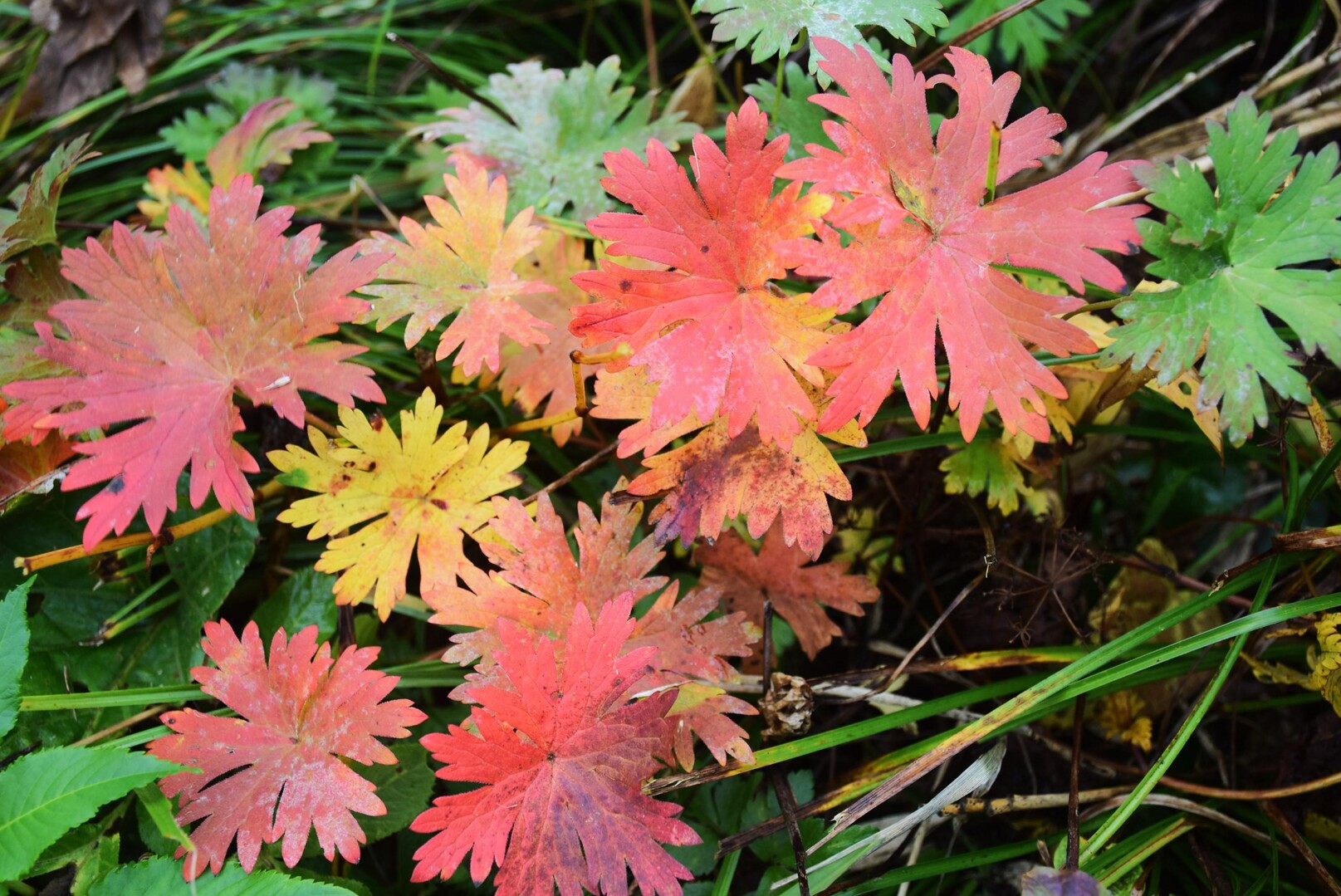 日本二百名山。 神室山。 / ritchさんの神室山・天狗森・火打岳の活動データ | YAMAP / ヤマップ