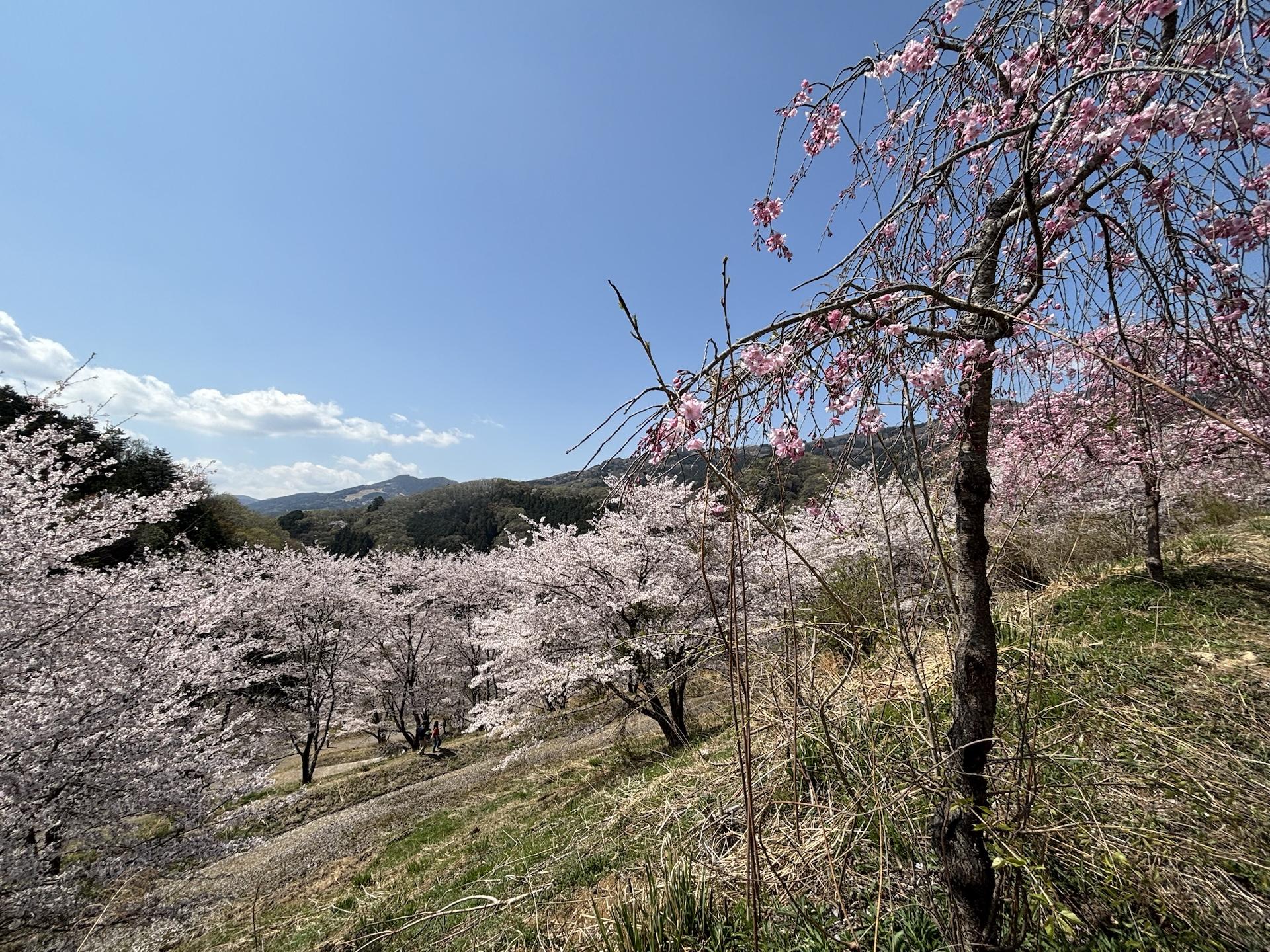 虎山の千本桜🌸 / yama s16 ／^o^\ さんのウォーキングの活動データ | YAMAP / ヤマップ