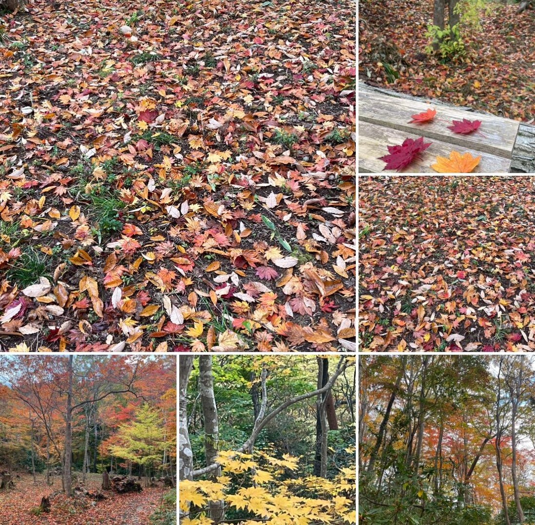 国上山20241117 / COCOさんの弥彦山・多宝山・雨乞山の活動データ | YAMAP / ヤマップ
