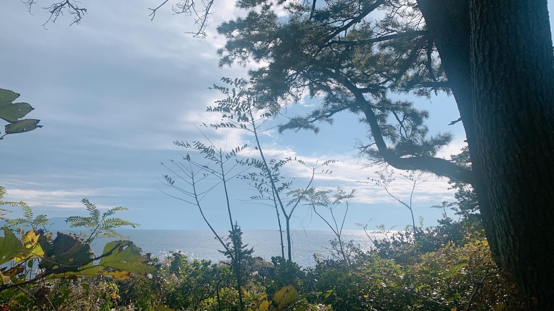 2022.12.11 伊豆 城ヶ崎海岸 ... / さきさんのモーメント | YAMAP / ヤマップ