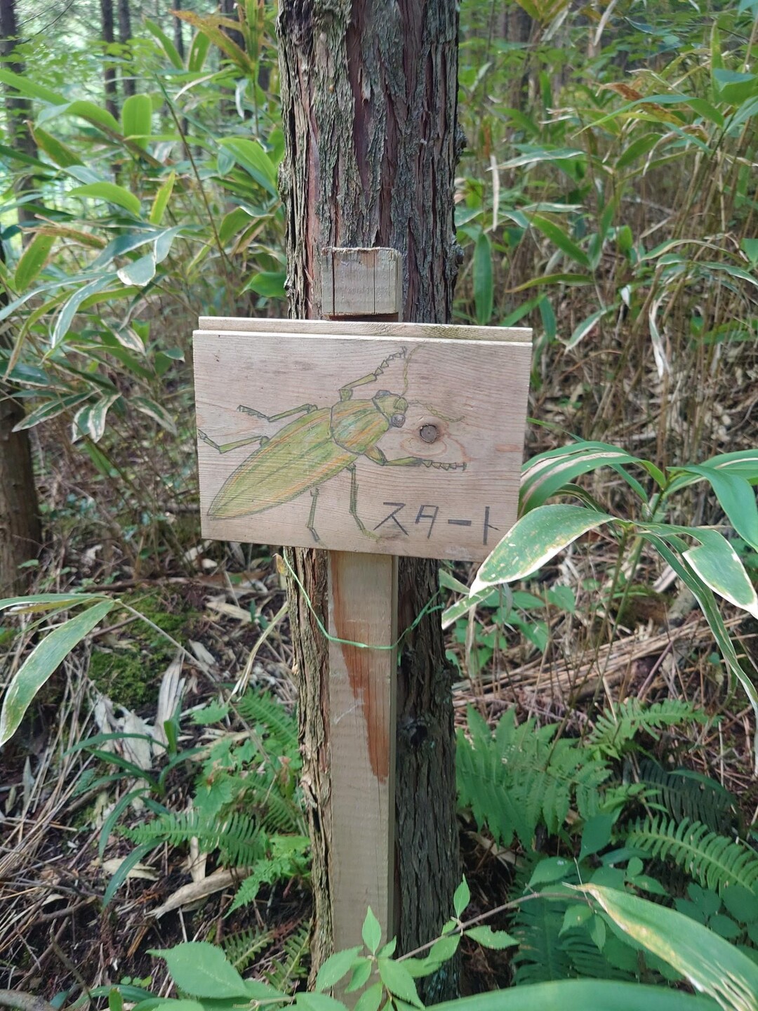 いそいで高鳥屋山 / Komiさんの恵那山・大判山・神坂山の活動データ | YAMAP / ヤマップ