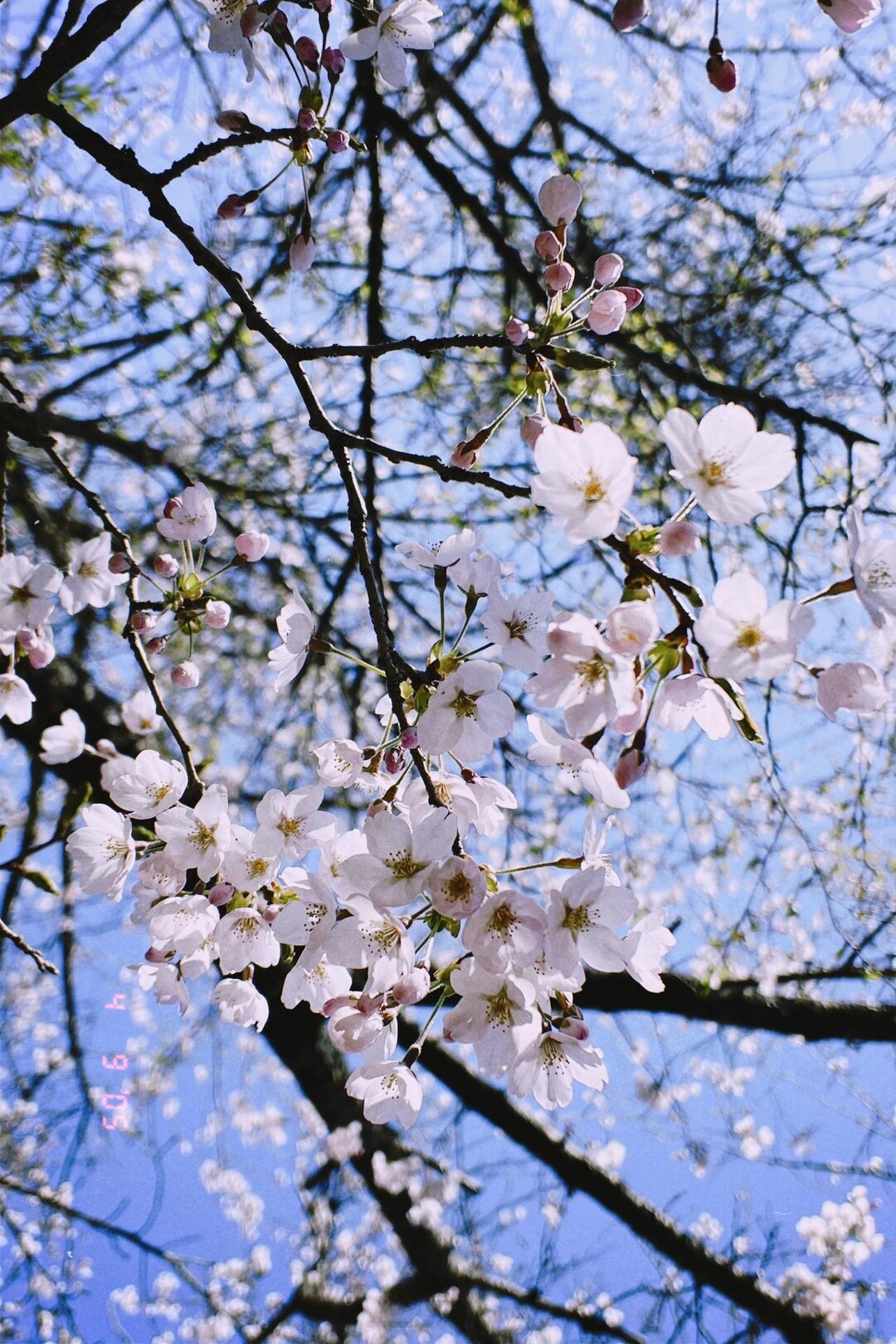 棒ノ嶺（棒ノ折山） / Akoさんの棒ノ折山（棒ノ嶺）の活動データ | YAMAP / ヤマップ