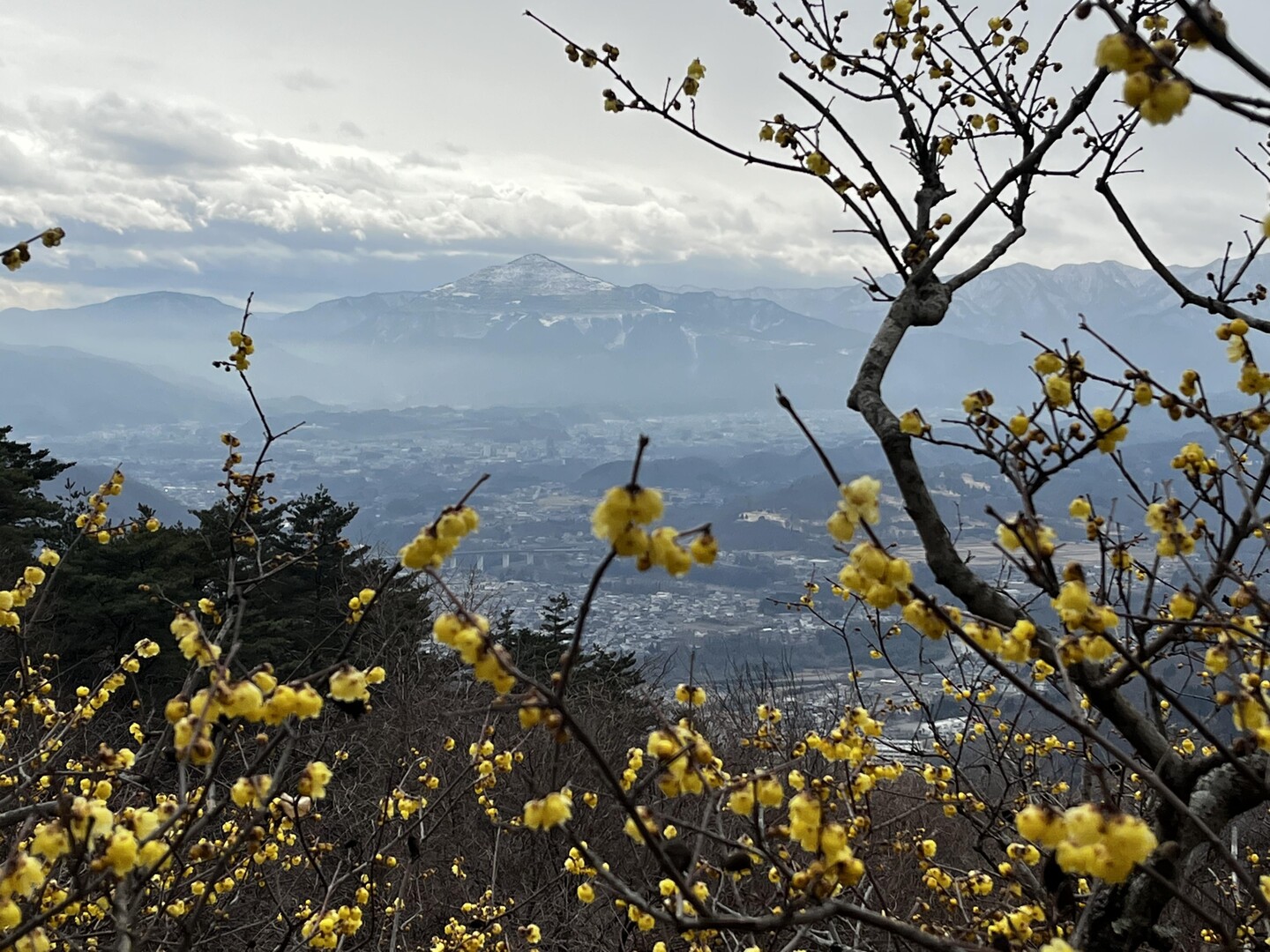 【親子】蝋梅を見に宝登山へ / Kobbyさんの宝登山・長瀞アルプス・不動山・陣見山・鐘撞堂山の活動データ | YAMAP / ヤマップ