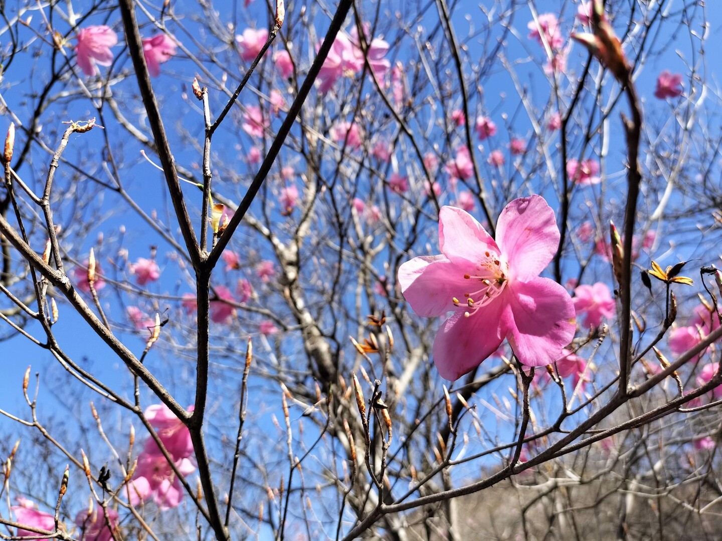篭山 アカヤシオ&大沼Run / マコト (team teada)さんの赤城山・黒檜山・荒山の活動日記 | YAMAP / ヤマップ