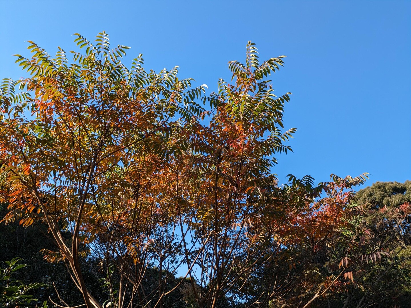 牧之原市高根山・勝間田城跡 / AWA-MANさんの高根山の活動データ | YAMAP / ヤマップ