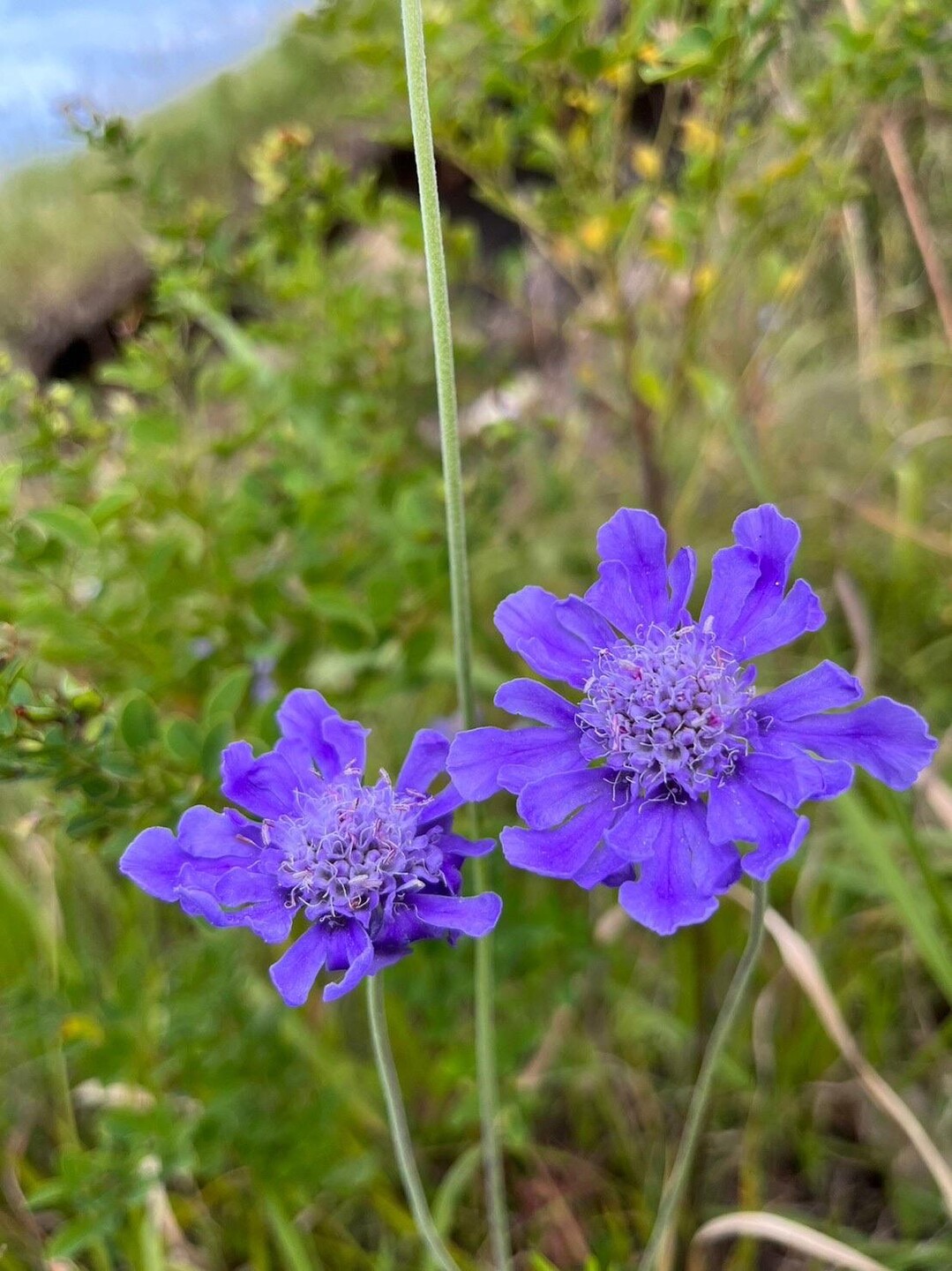マツムシソウのお花畑を見に、一ノ峯ニノ峯... / chu-chuさんのモーメント | YAMAP / ヤマップ